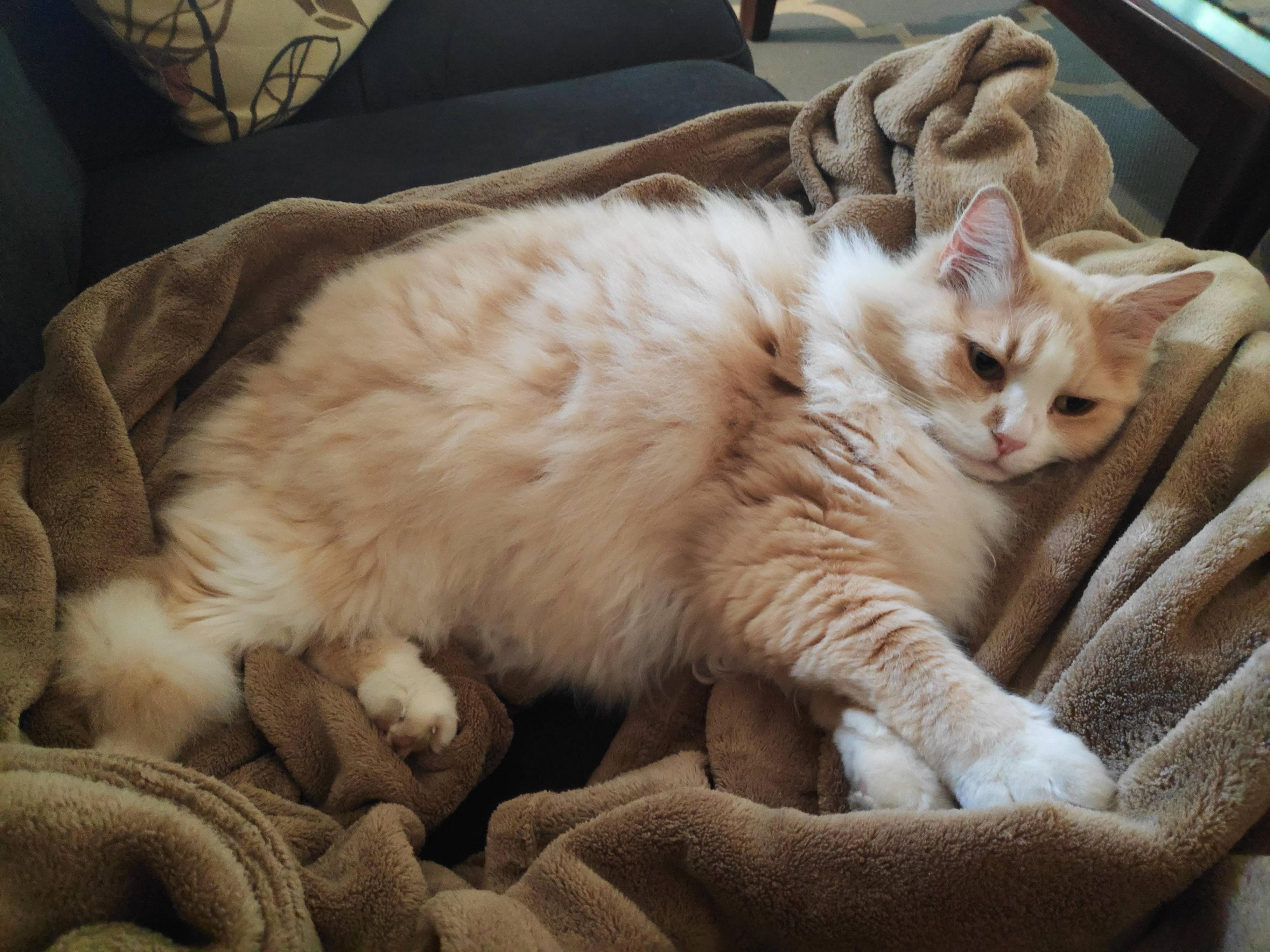 The Dog's "Spot" | Scrolller