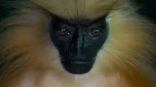 The endangered golden langur looking very wise | Scrolller