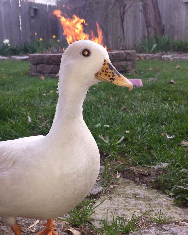 The exotic flame duck | Scrolller