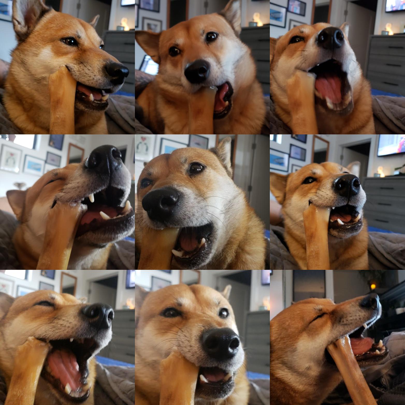 The faces of a shibe eating a bone | Scrolller