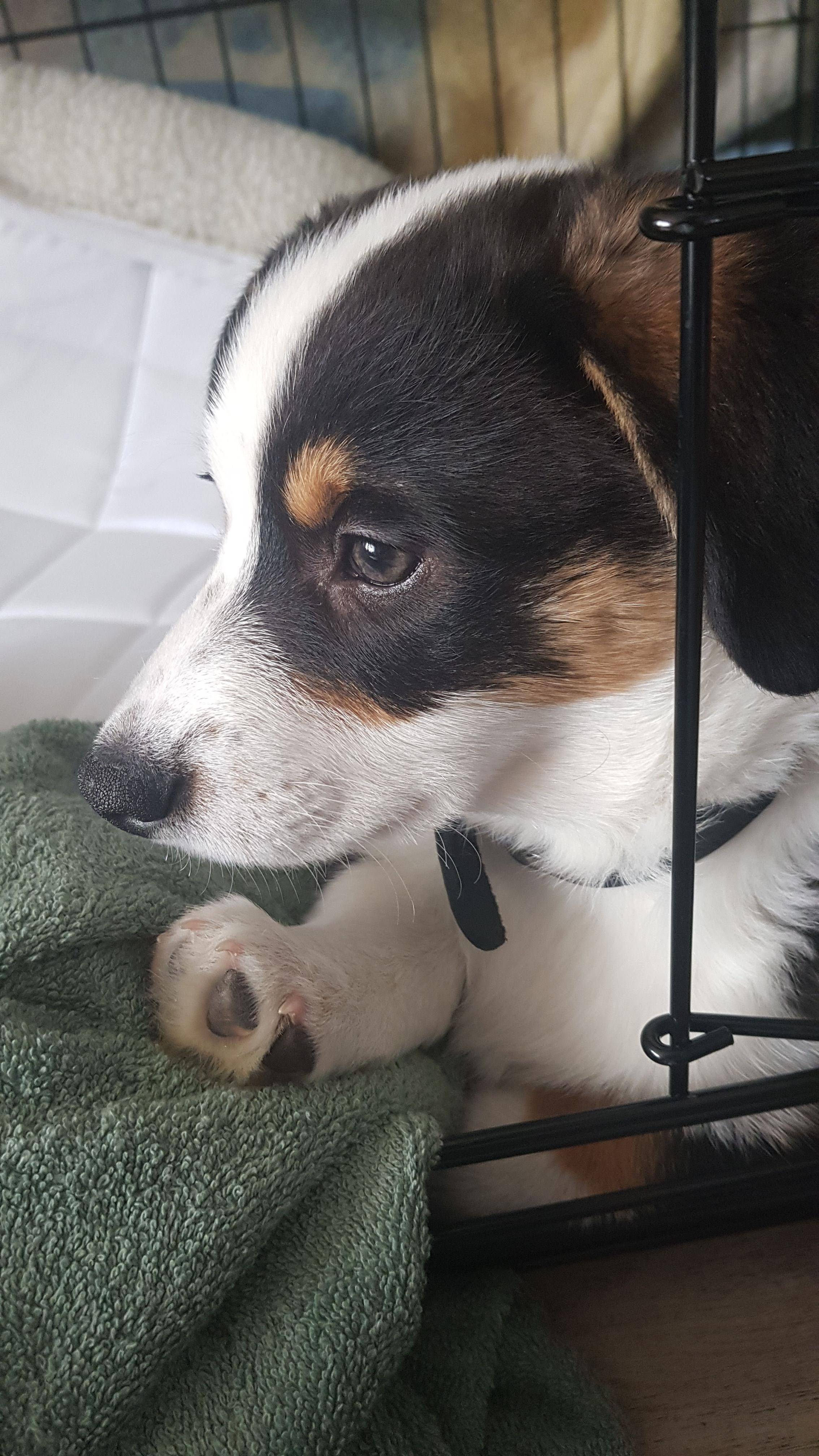 The ferocious Chewie! | Scrolller