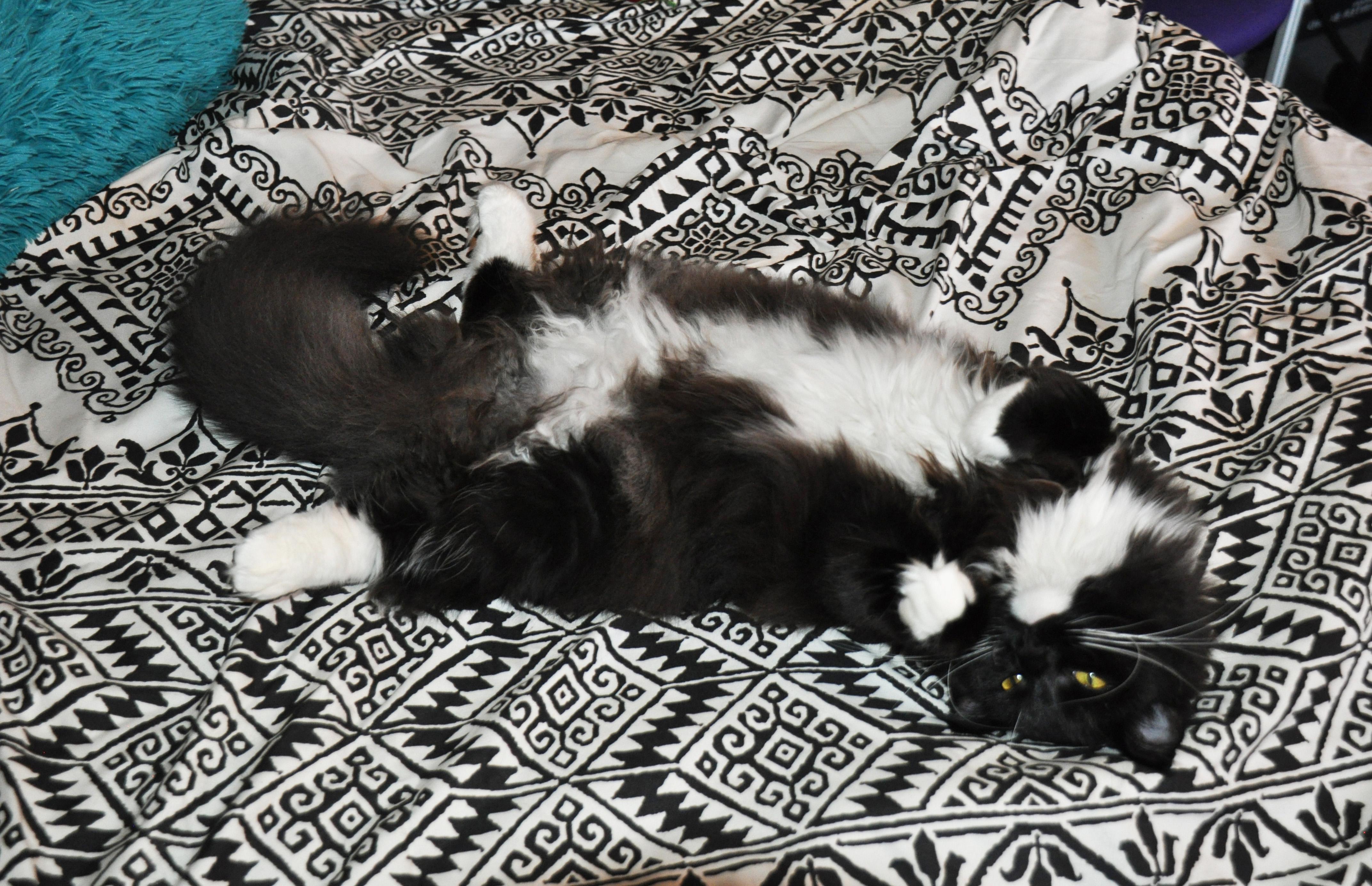 The floofiest trap... | Scrolller