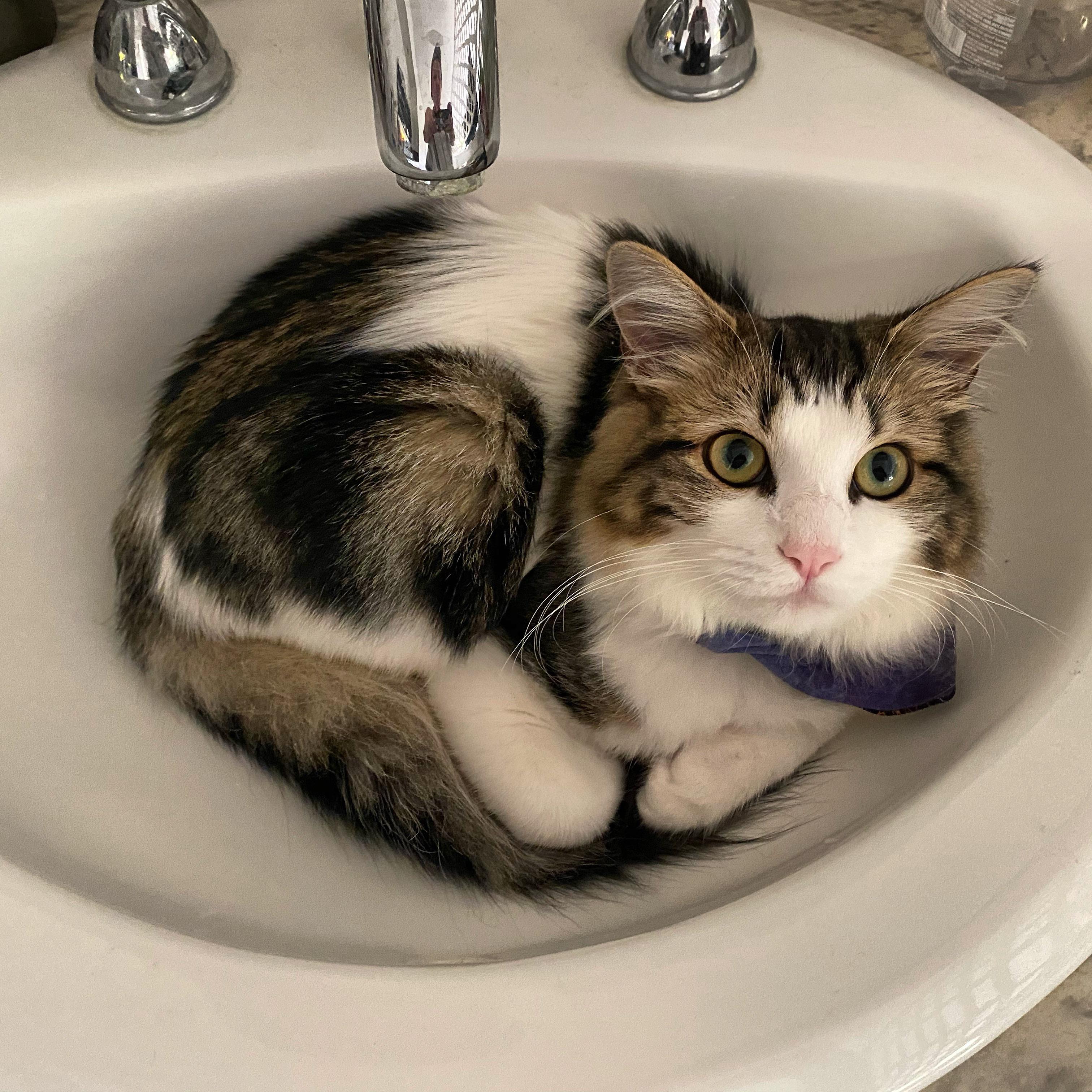 The floofy boi likes the cold sink! | Scrolller