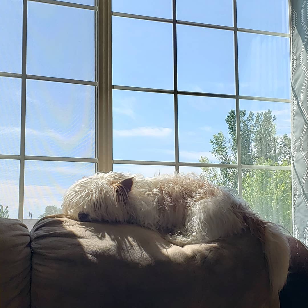 The fluff monster | Scrolller