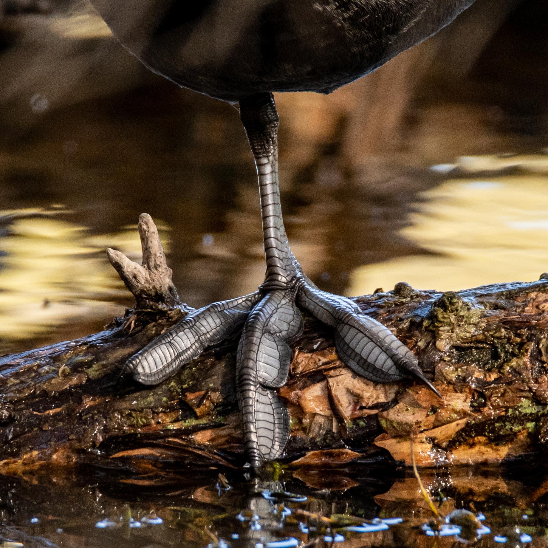 The foot of a Eurasian Coot. | Scrolller