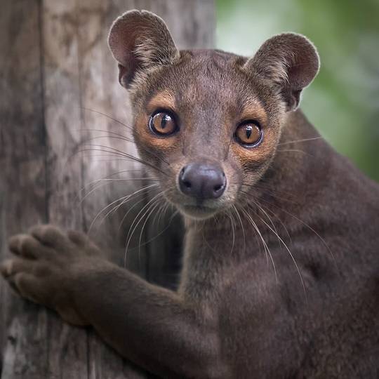 The fossa is a relative of the mongoose and unique to the forests of Madagascar | Scrolller
