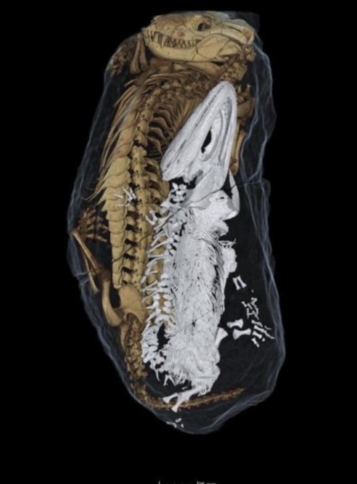 The fossilized remains of two different species entombed in the same burrow. The 'triassic ...