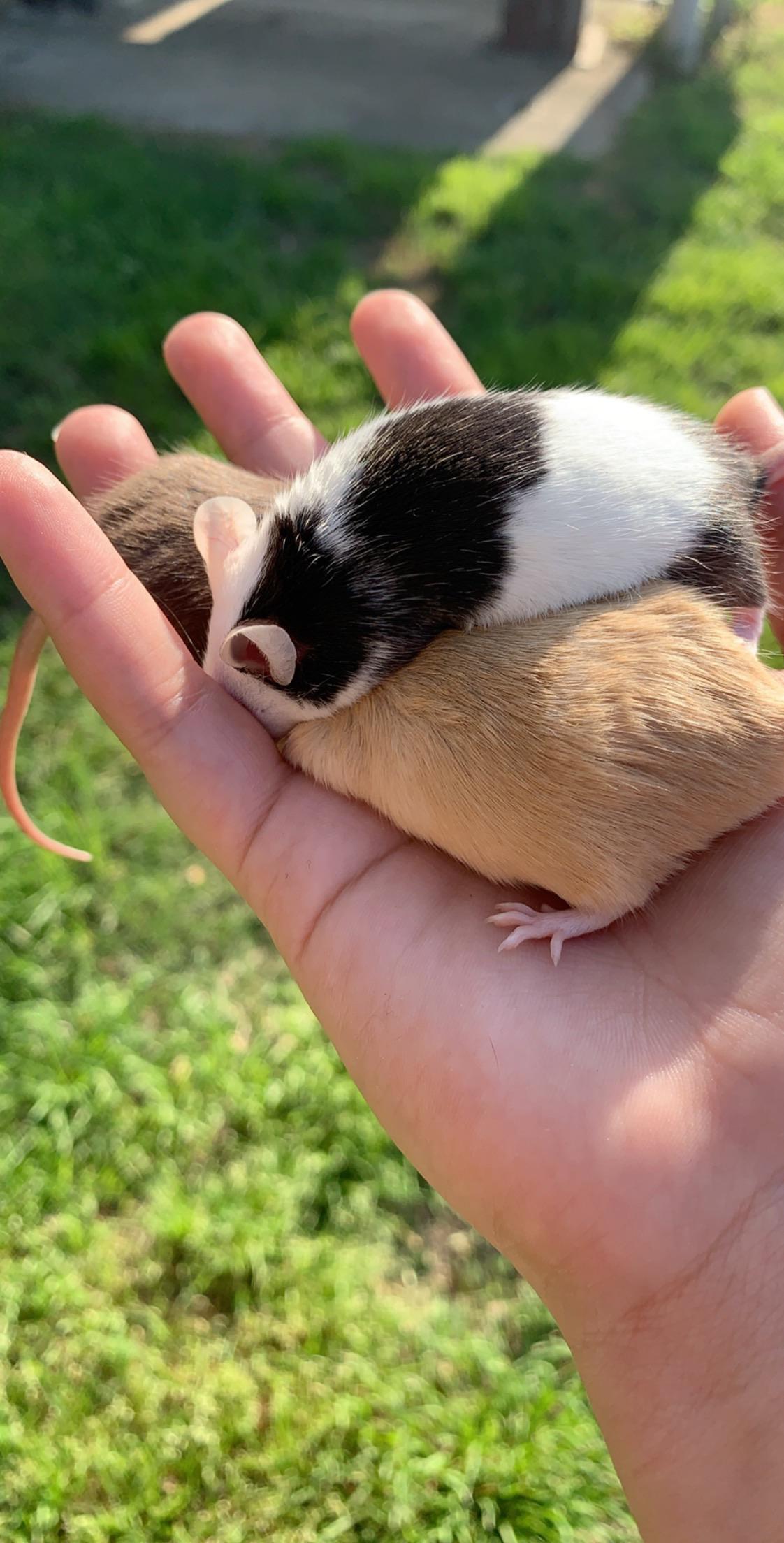 The gangs’ all here! | Scrolller