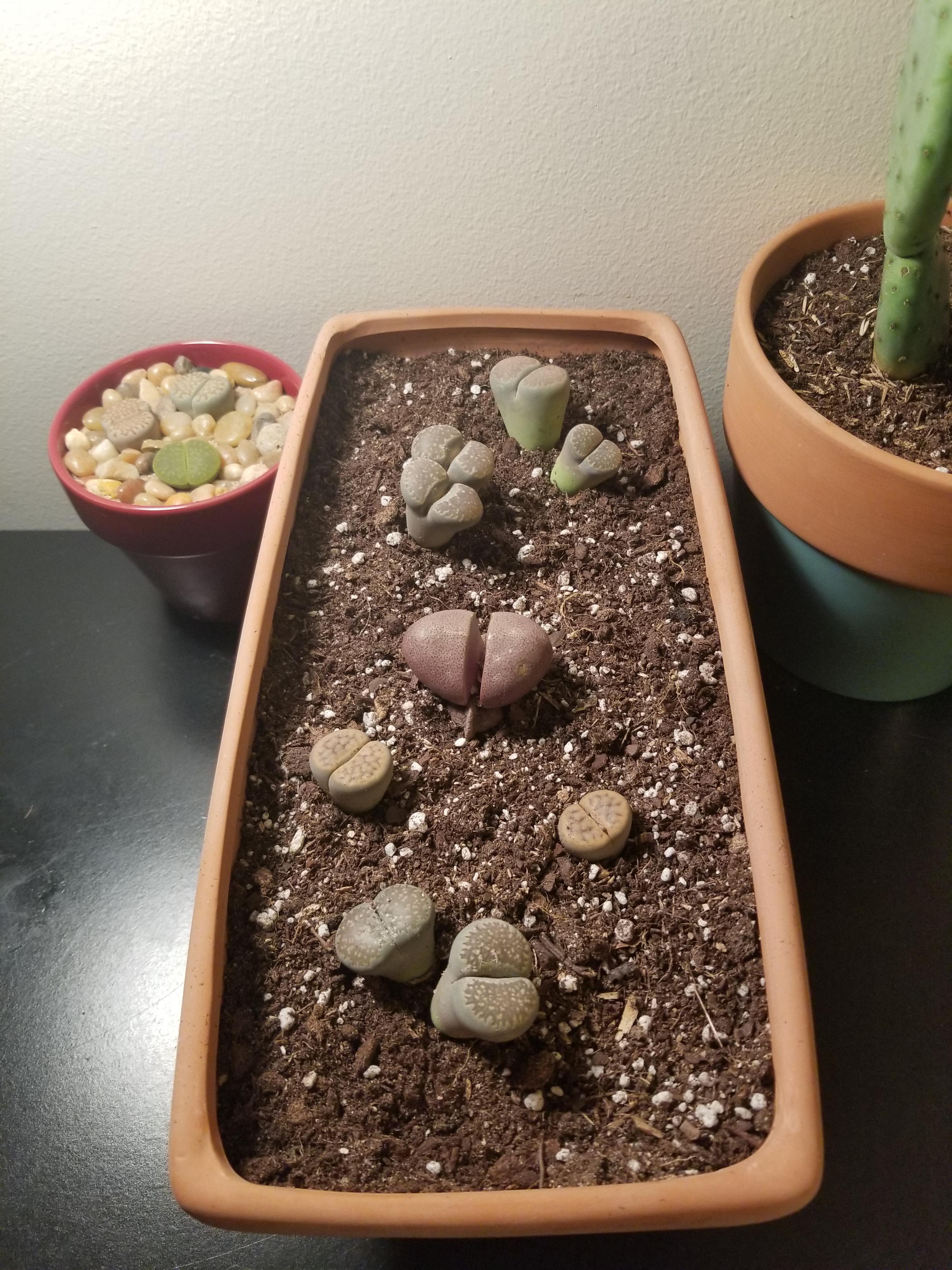 The gang's all here | Scrolller