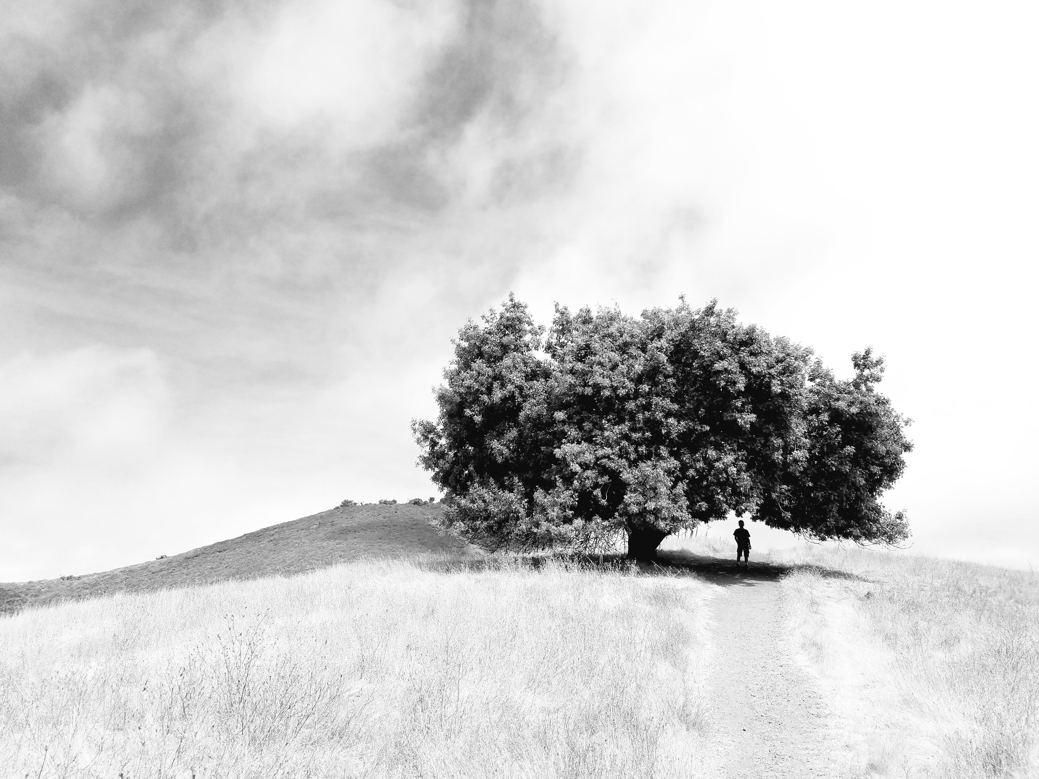 The Giving Tree | Scrolller