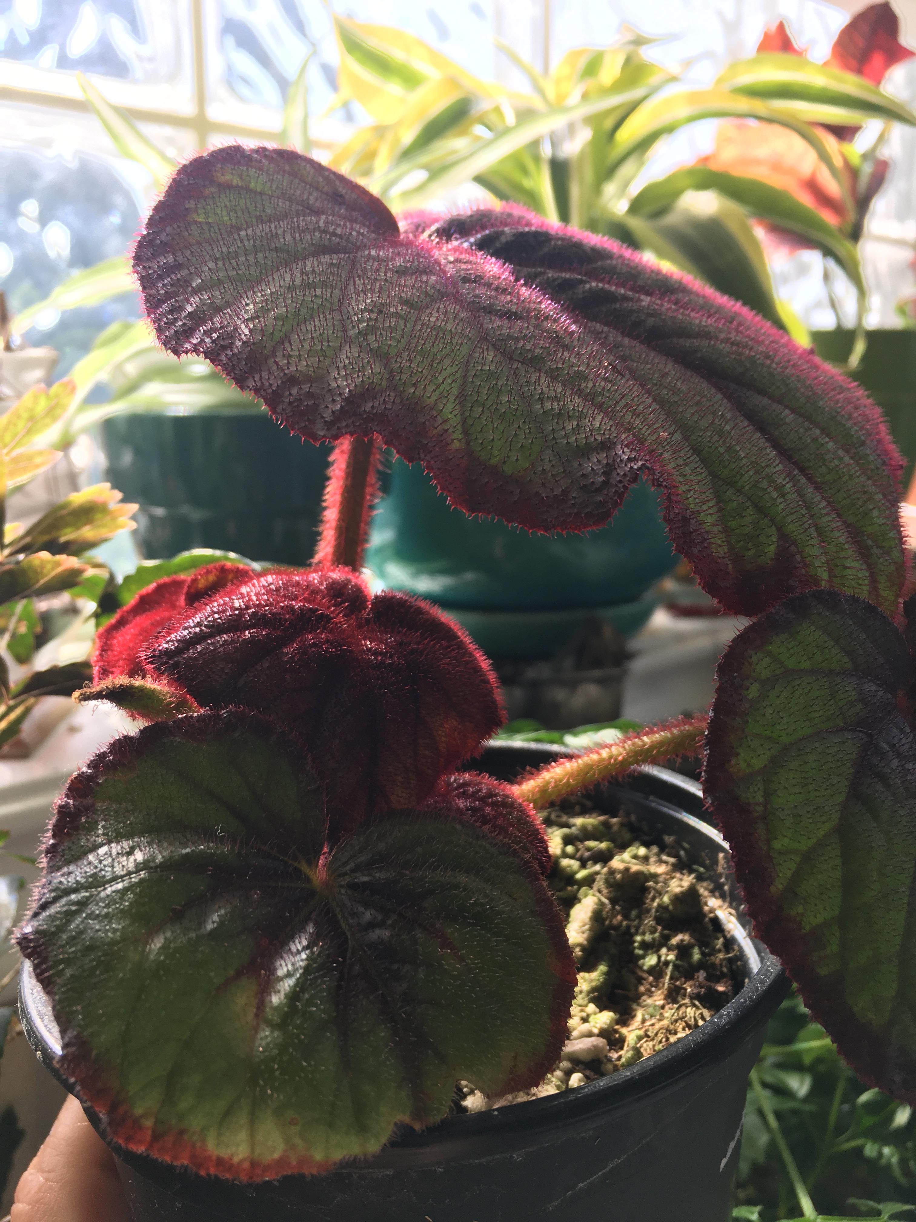 The glow of the fire flush | Scrolller