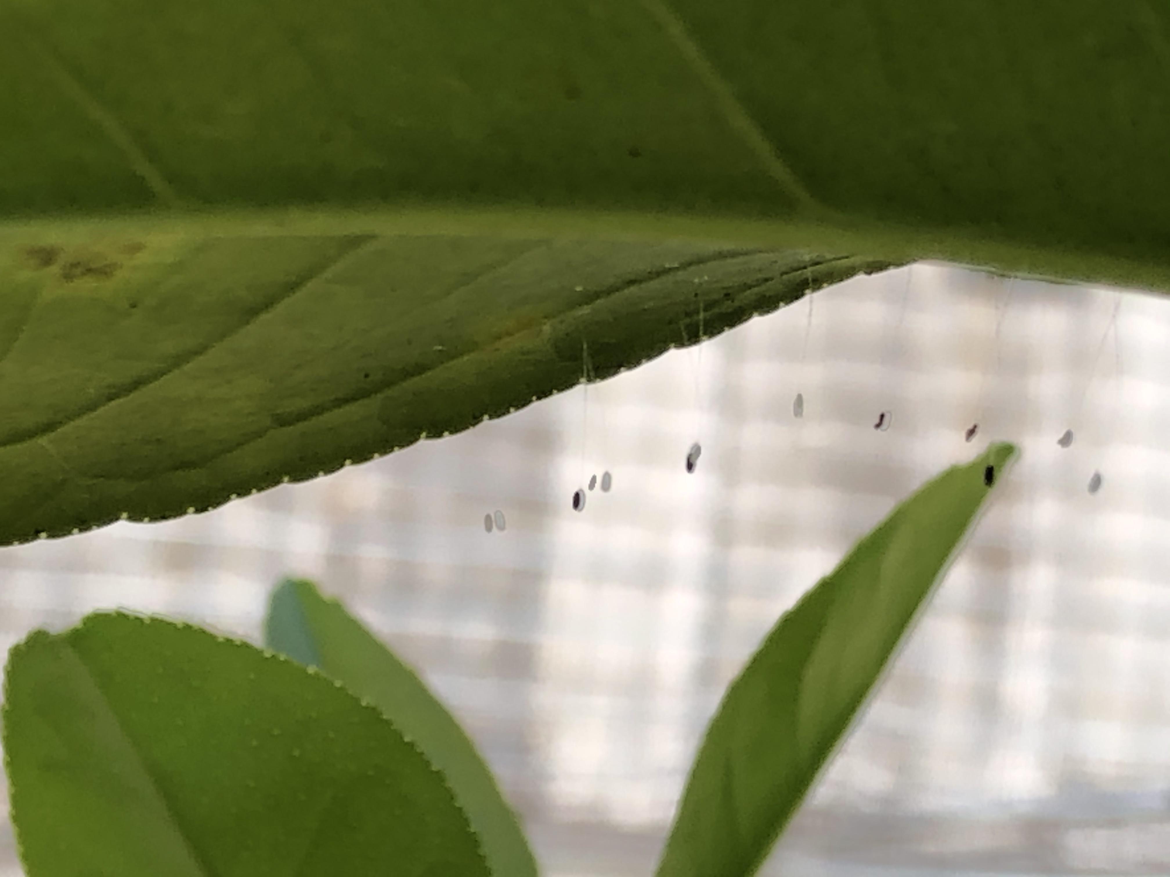 The good guys are here!!!! Eat dem aphids!! (Lacewing eggs) | Scrolller