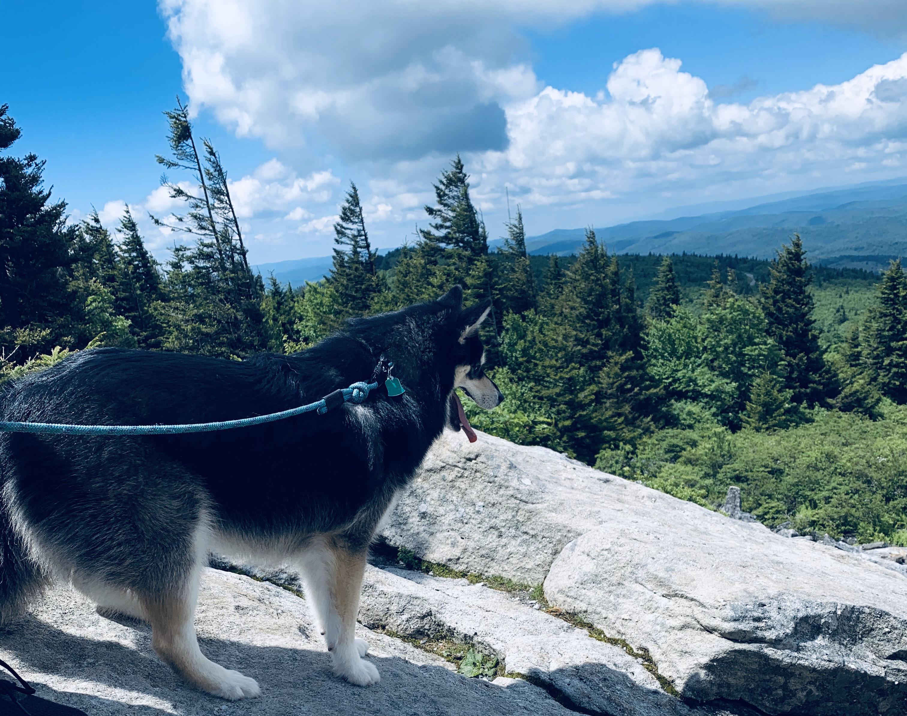 The goodest boy at Spruce Knob🌲 | Scrolller