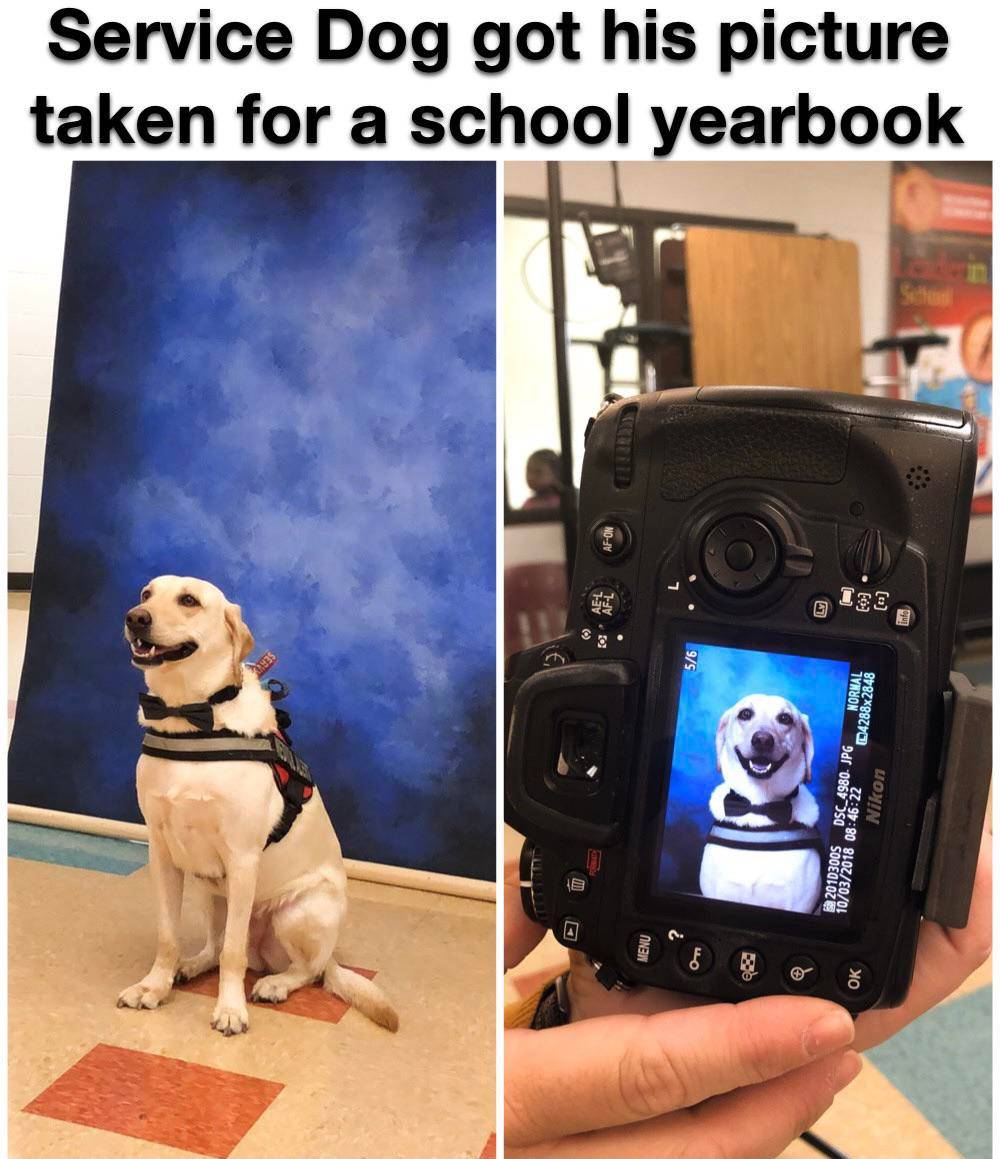 The Goodest Boy | Scrolller