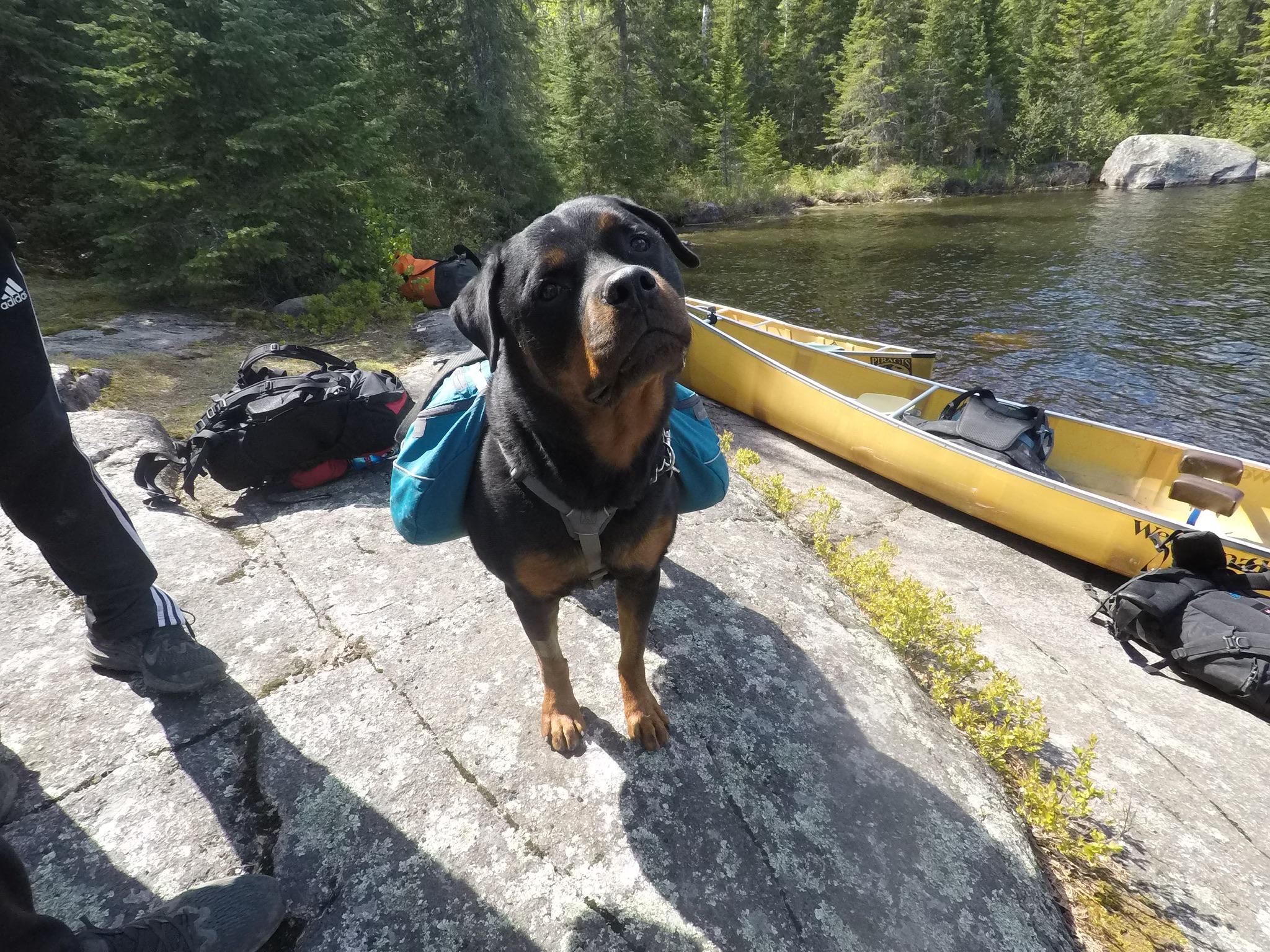 The goodest boy in The Boundary Waters | Scrolller