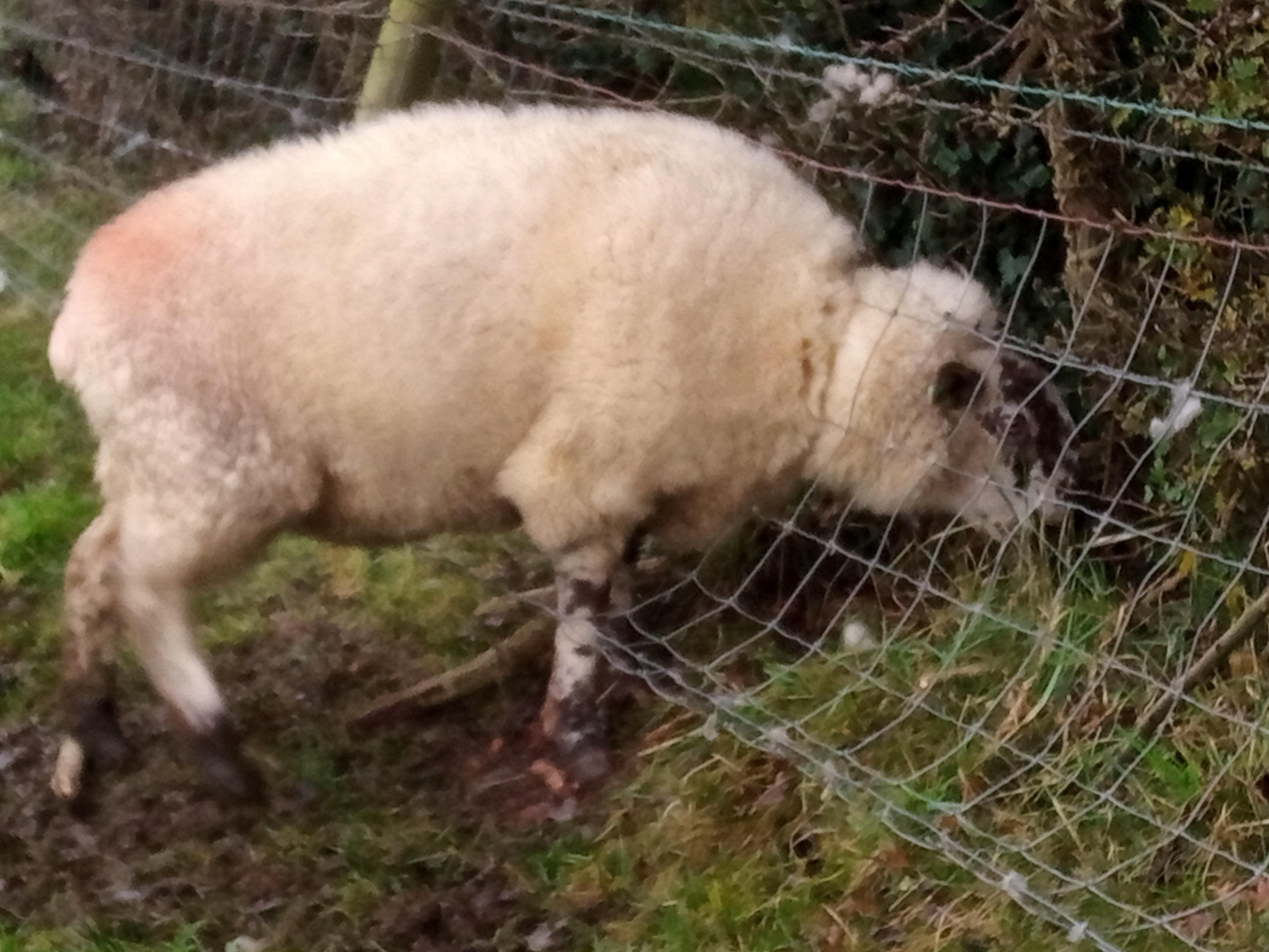 The grass is greener on the other side, This poor ewe was stuck in the fence and in lamb | Scrolller