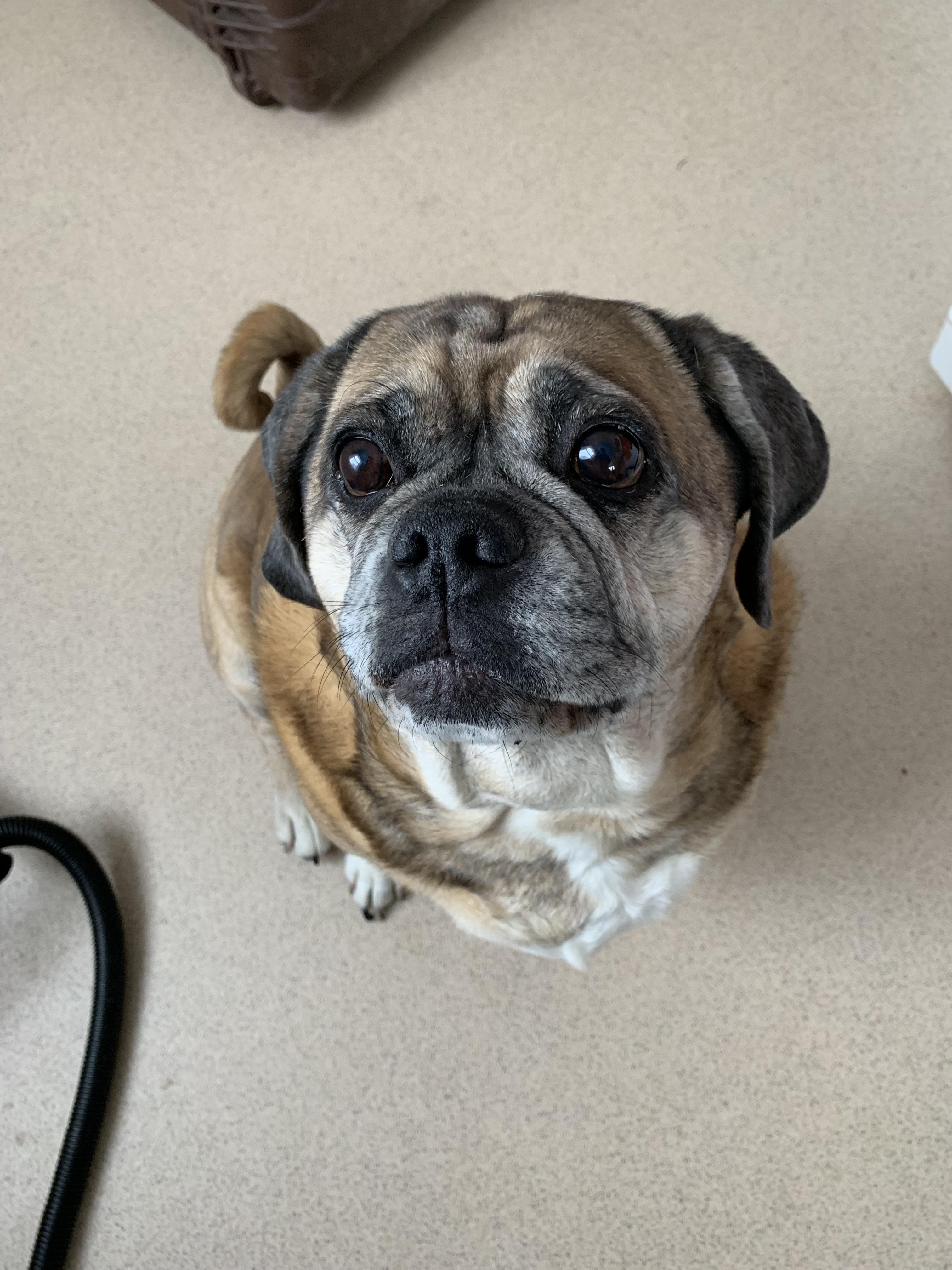 The handsomest puggle of’em all! | Scrolller