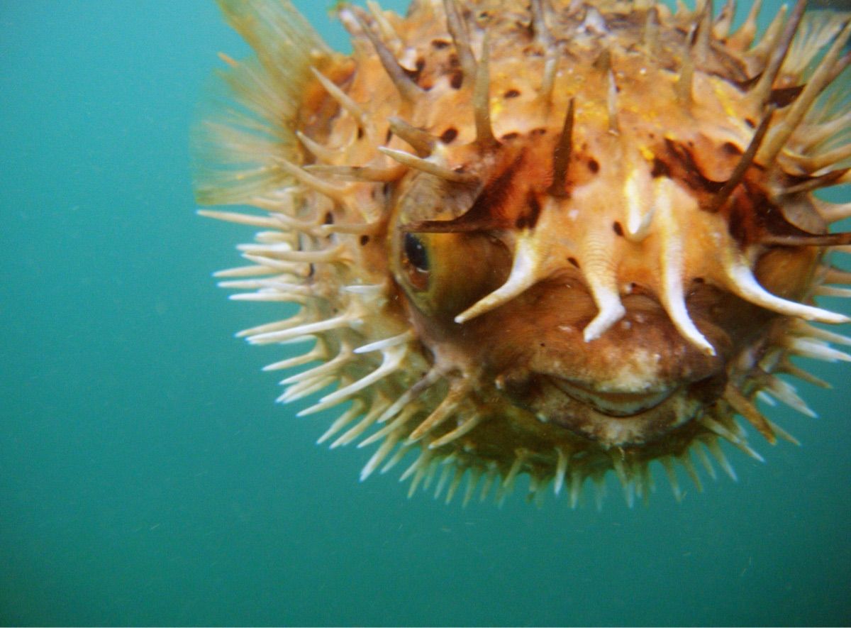The Happiest Puffer Fish Of The Sea | Scrolller