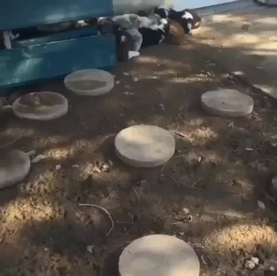 "The humans back!" | Scrolller