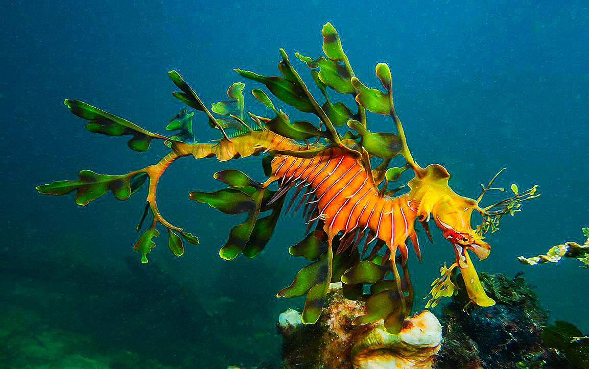 The incredible Leafy Seadragon - (Phycodurus eques) | Scrolller