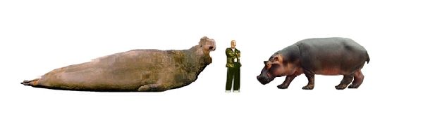 The incredible size of an Elephant seal and Hippopotamus compared to a ...