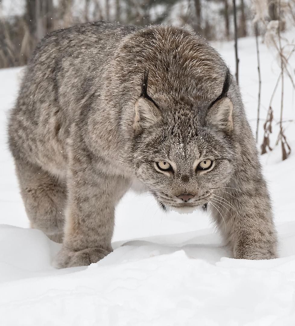 The intense stalking stare of this Lynx | Scrolller