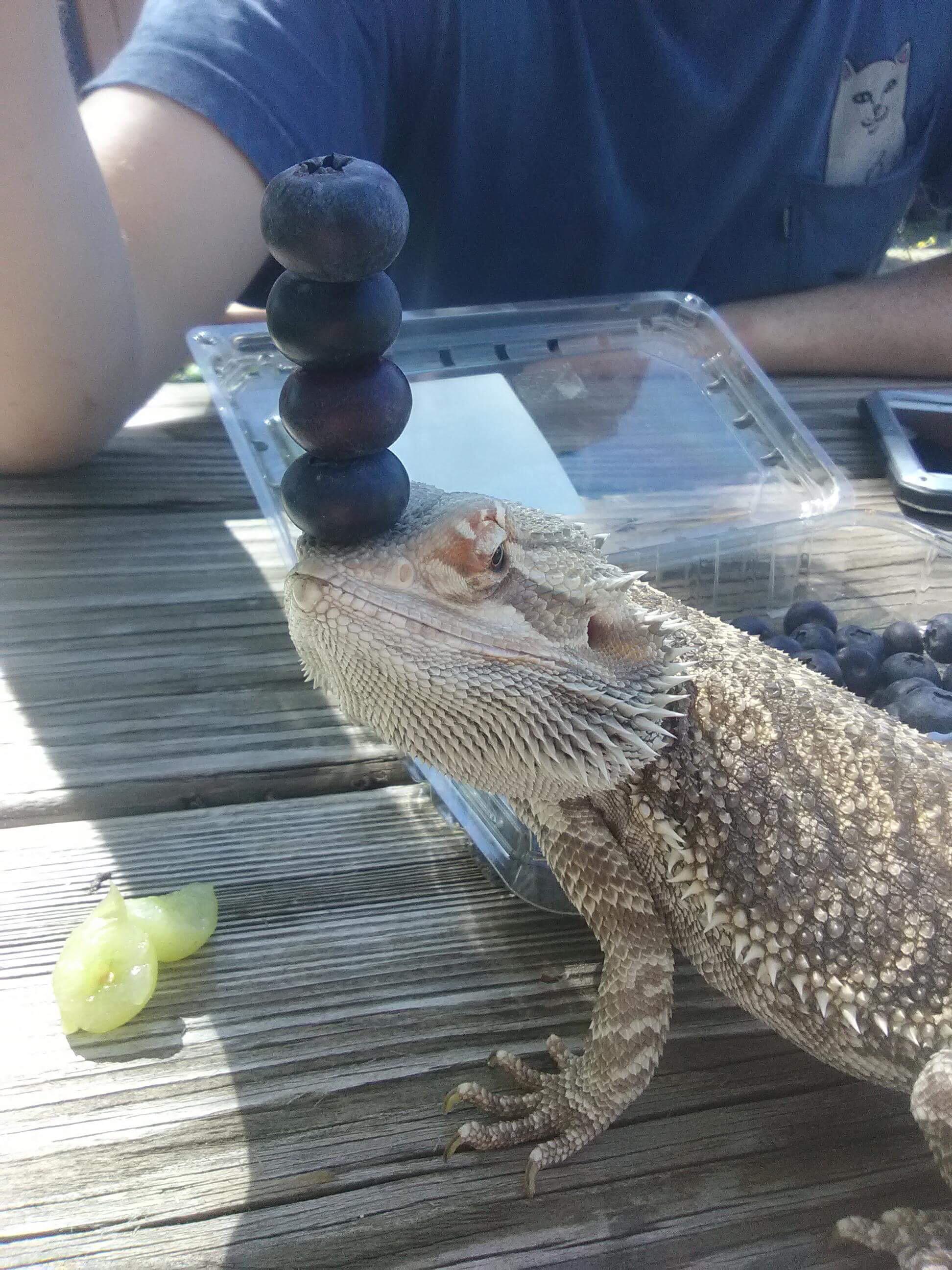 The king of balance | Scrolller