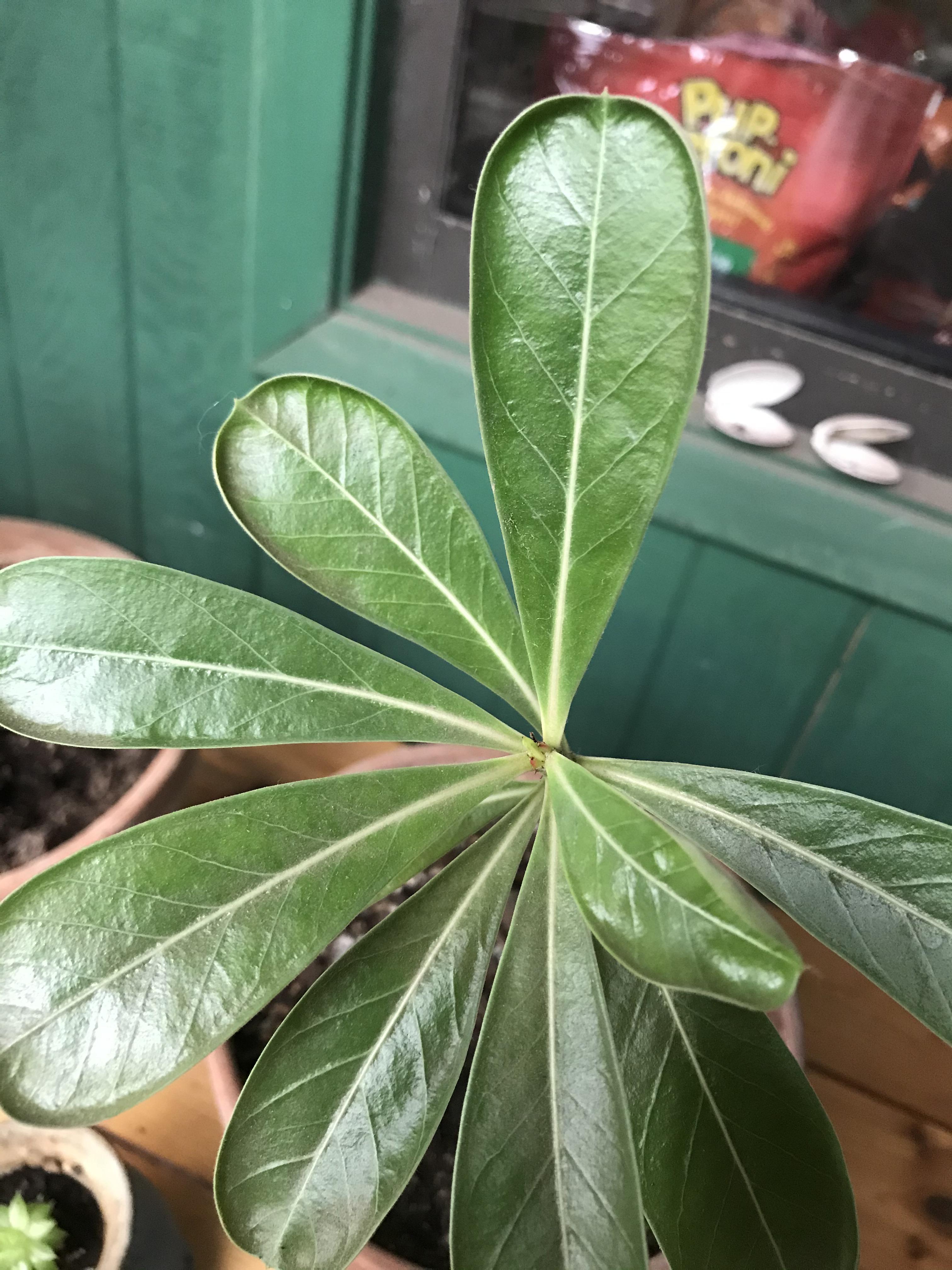 The leaves on this plant are curling up. Anything I should worry about? | Scrolller