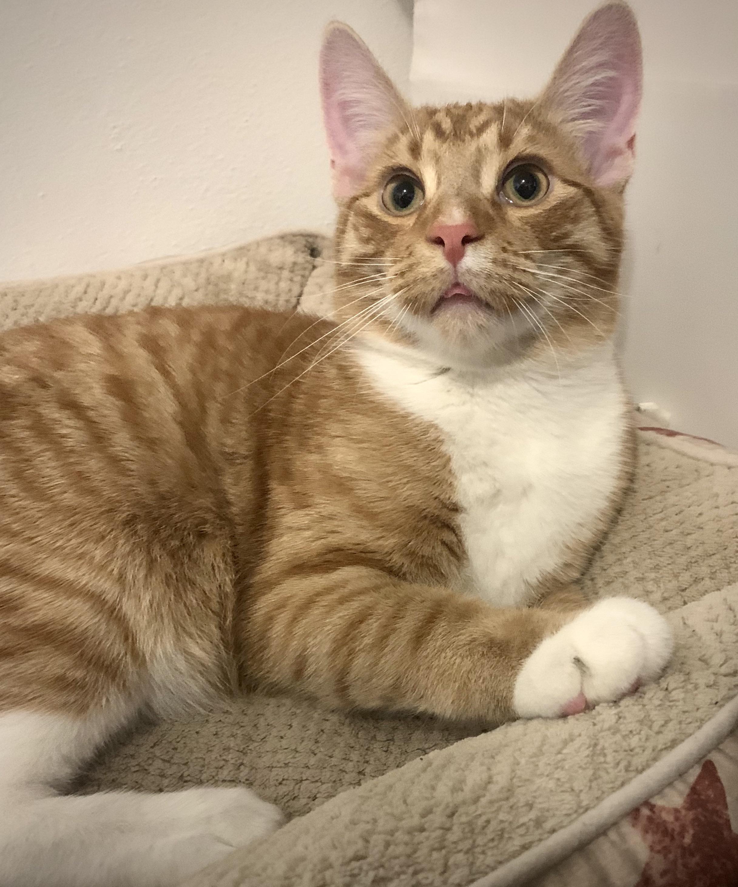 The littlest blep, with the tiniest hint of toe bean! | Scrolller