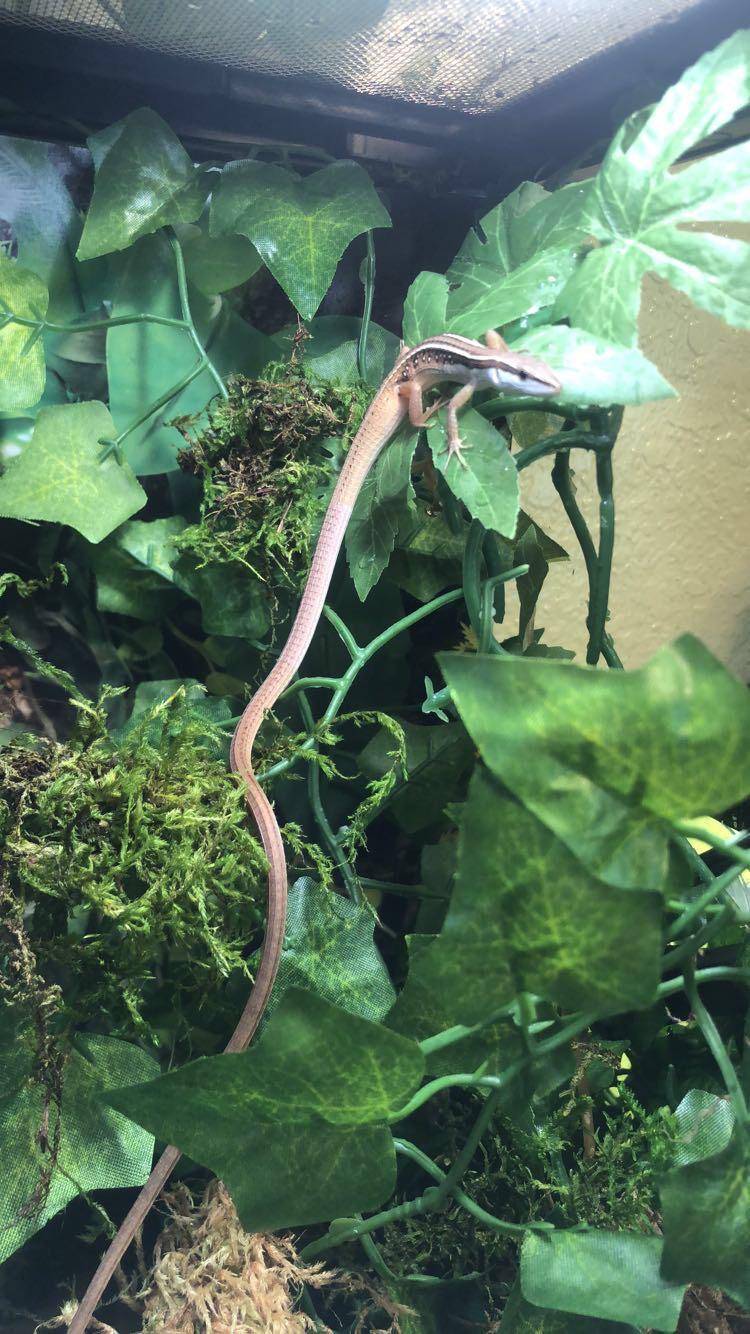 The Long Boy | Scrolller