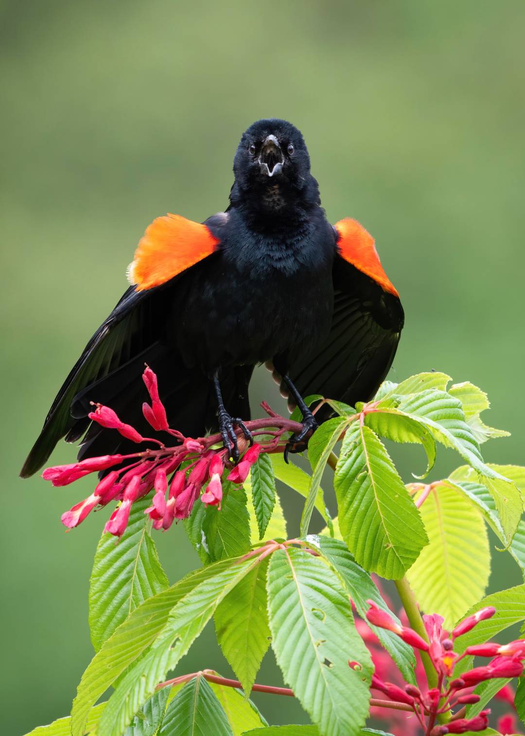 The mad king on his throne... red-winged blackbird | Scrolller