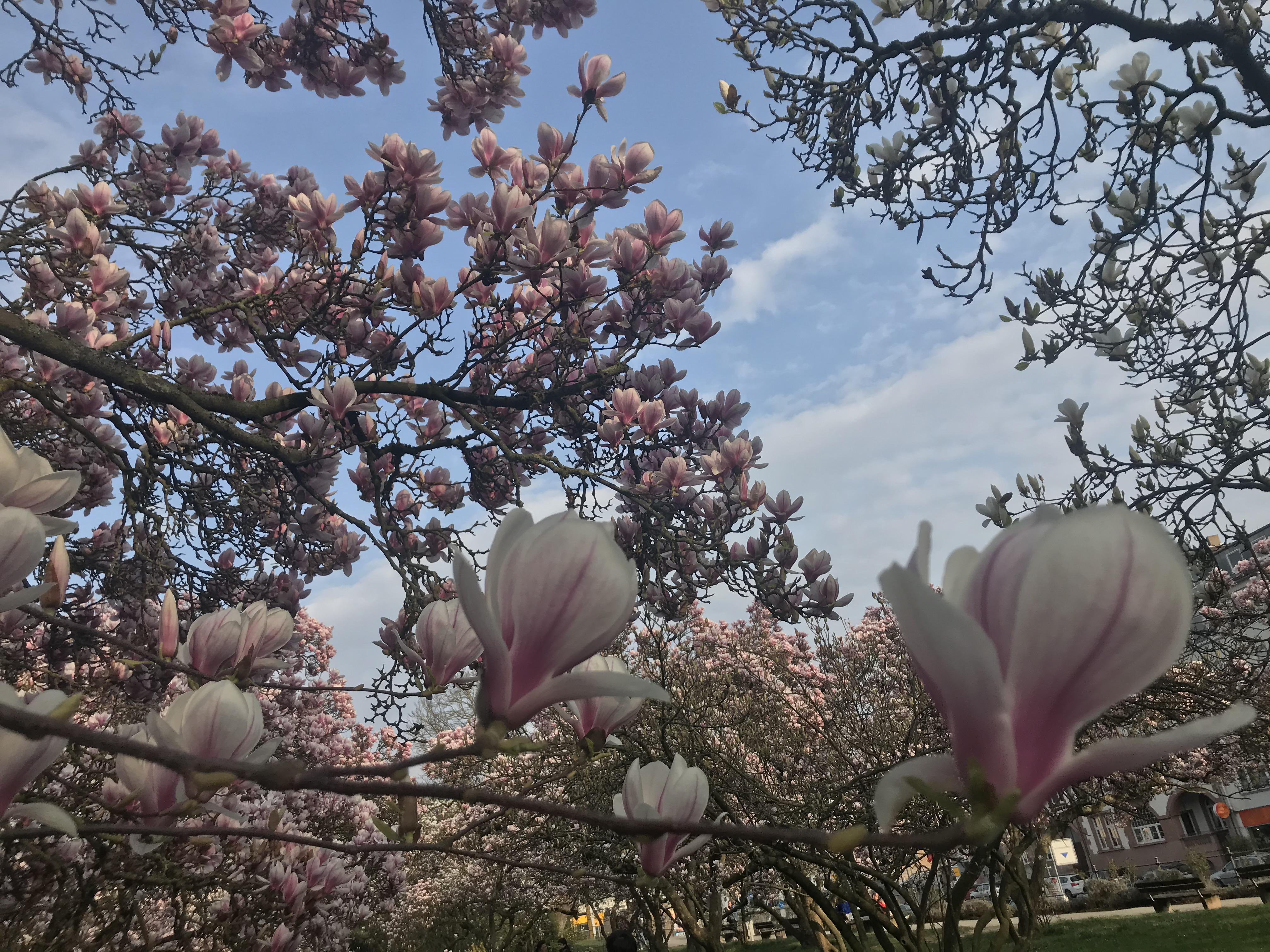 The Magnolia trees are blooming in Aschaffenburg - Spring is coming 😉 | Scrolller