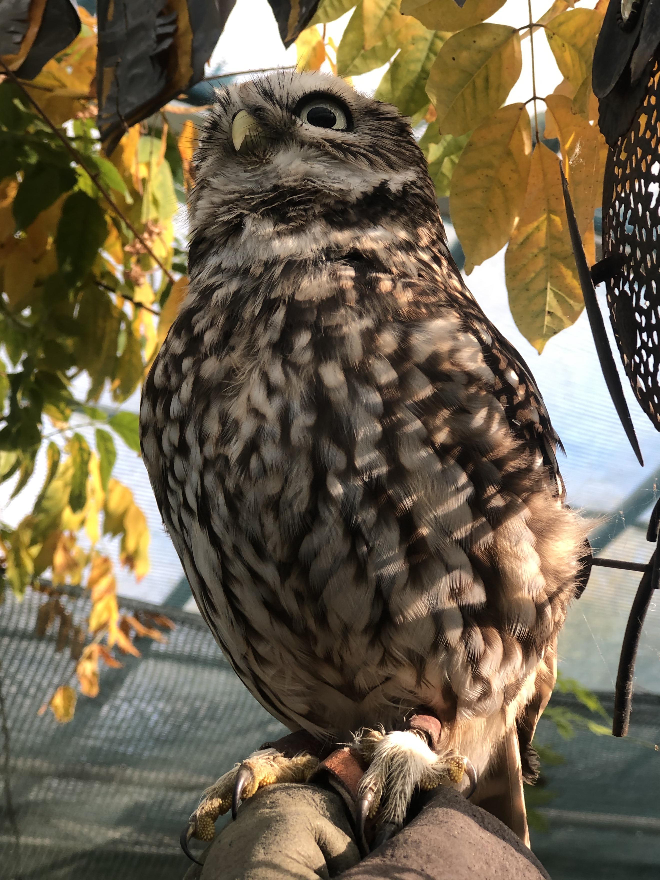 The mighty Little Owl | Scrolller