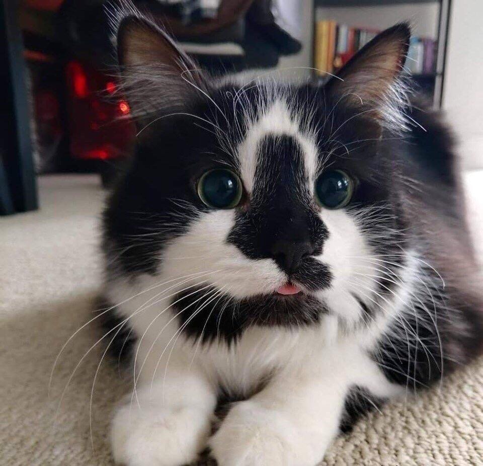 The minimal mlem | Scrolller