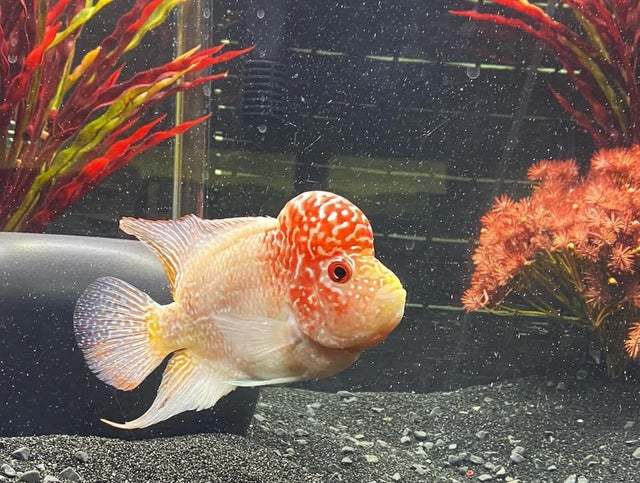 The most beautiful and strange fish | Scrolller