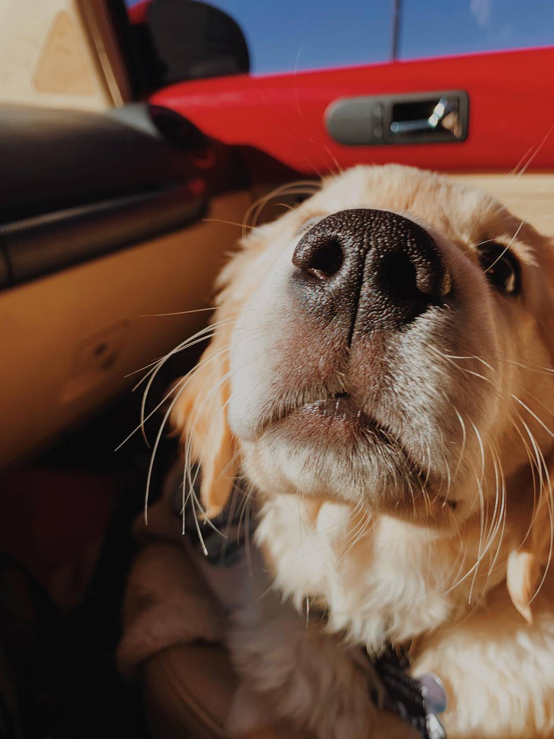 The most boopable snoot I ever did see | Scrolller