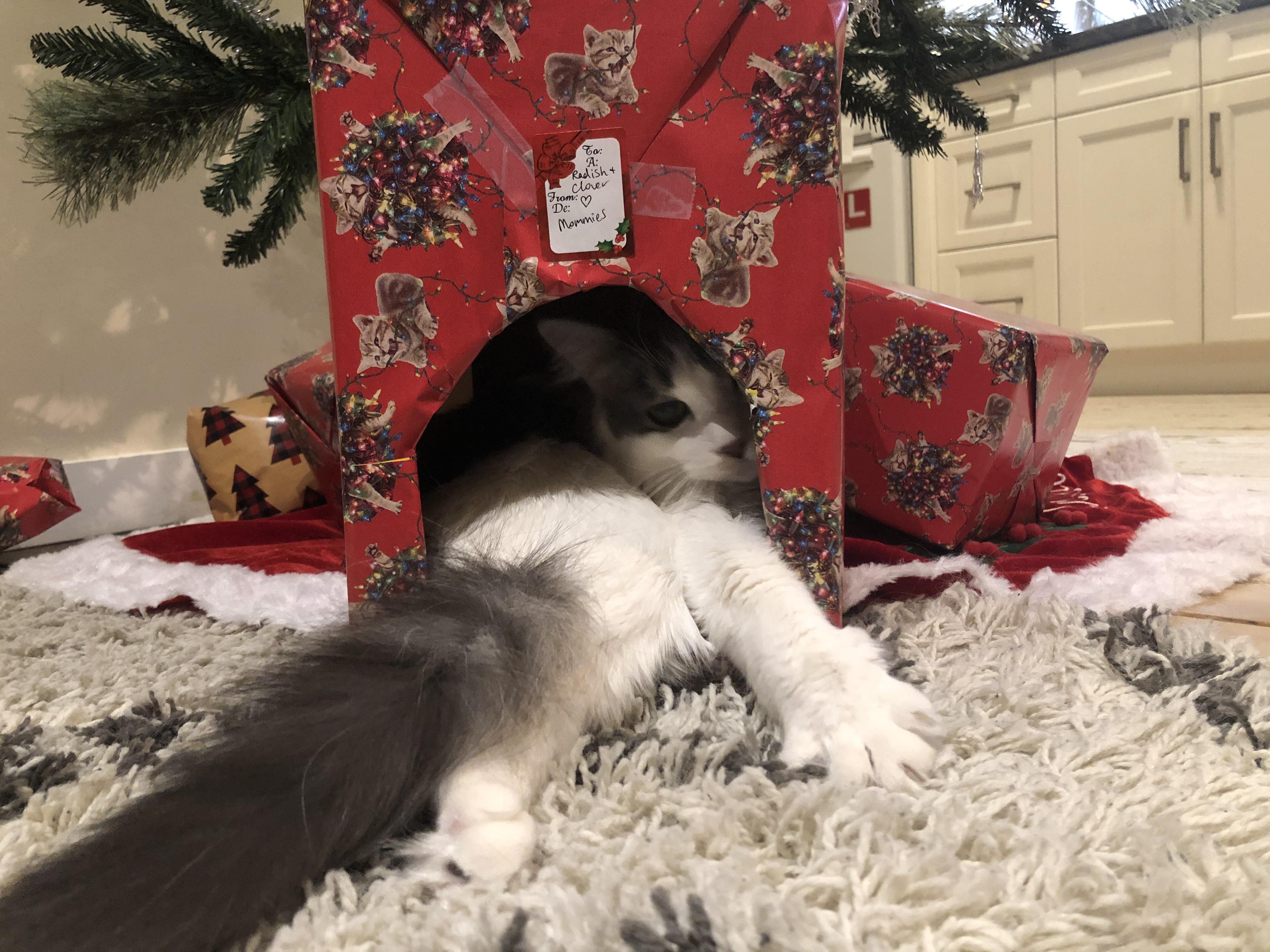 The most expensive gift under the tree | Scrolller