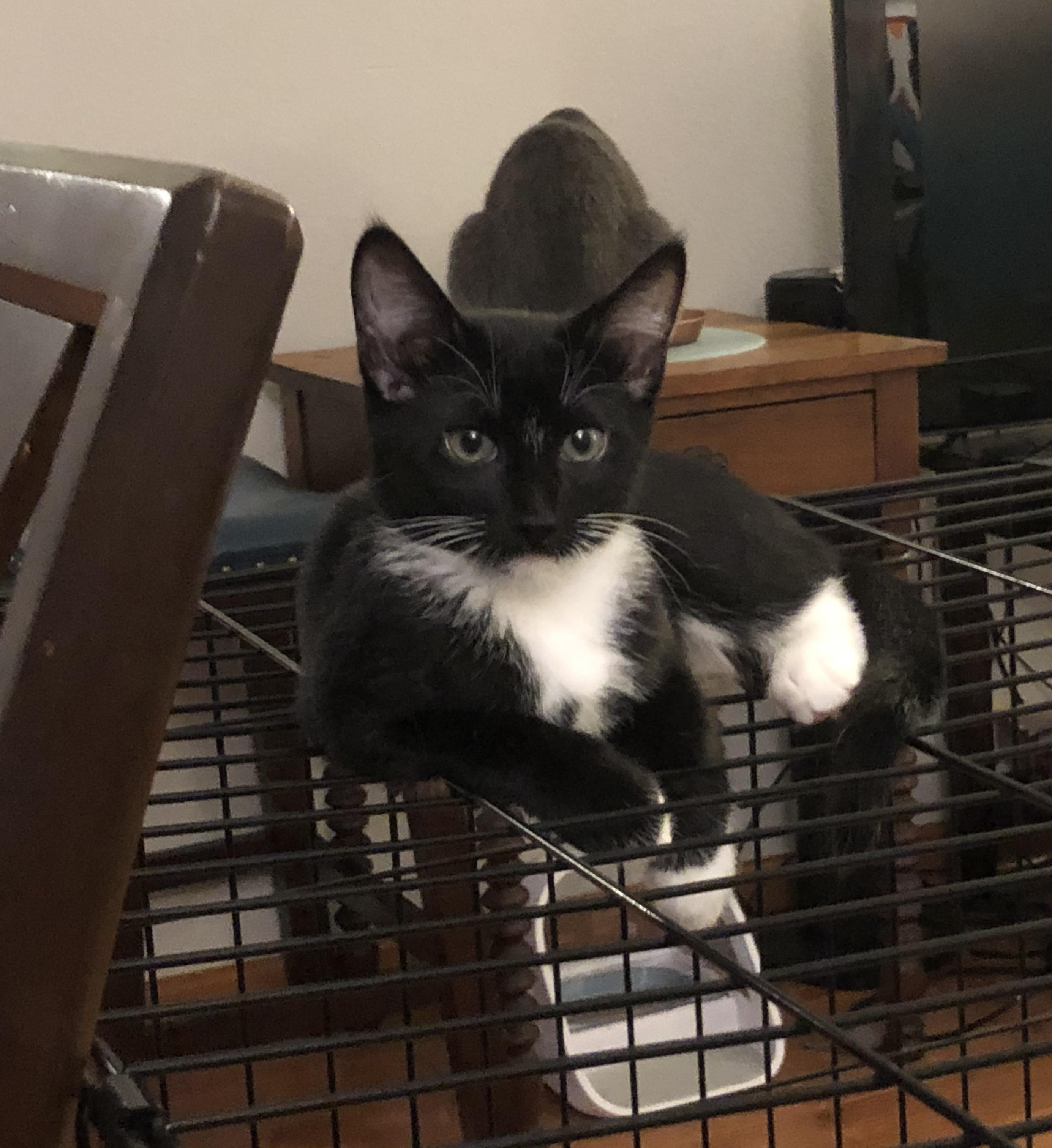 The most interesting cat in the world... meet Max | Scrolller