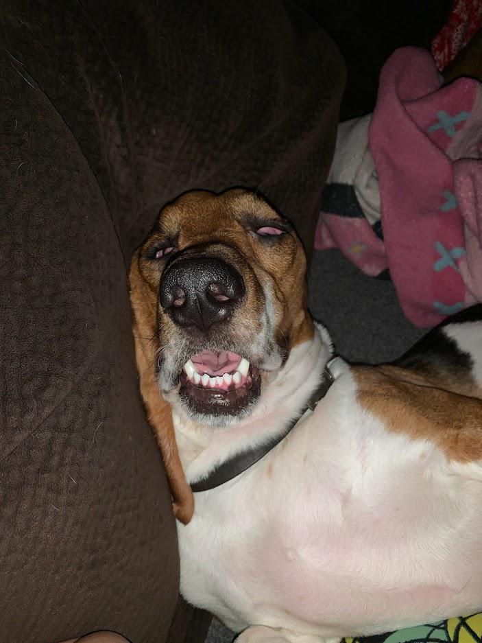 The most majestic of all the dog breeds | Scrolller