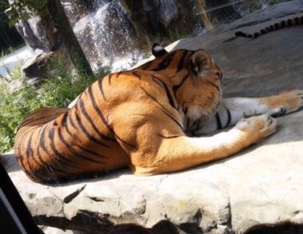 The muscles of a fully grown male tiger | Scrolller
