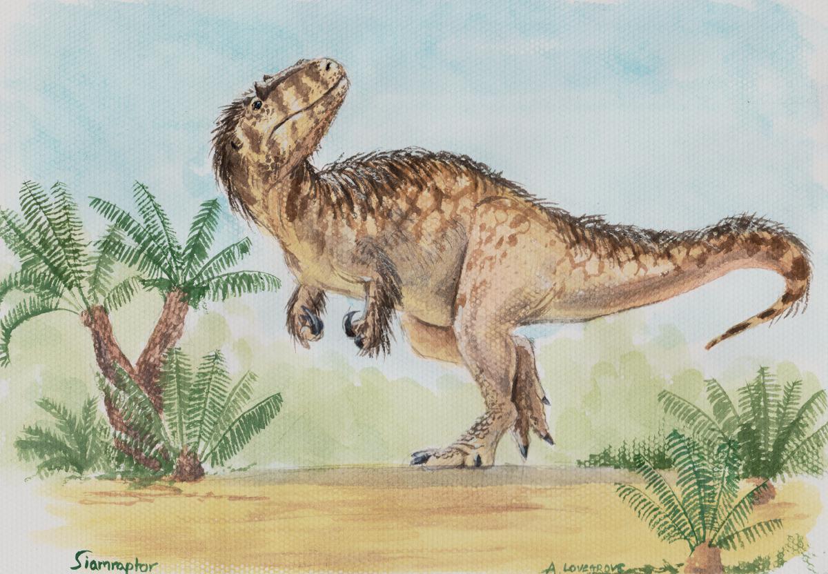 The newly discovered Siamraptor suwati, an Allosauriod from early Cretaceous Thailand | Scrolller