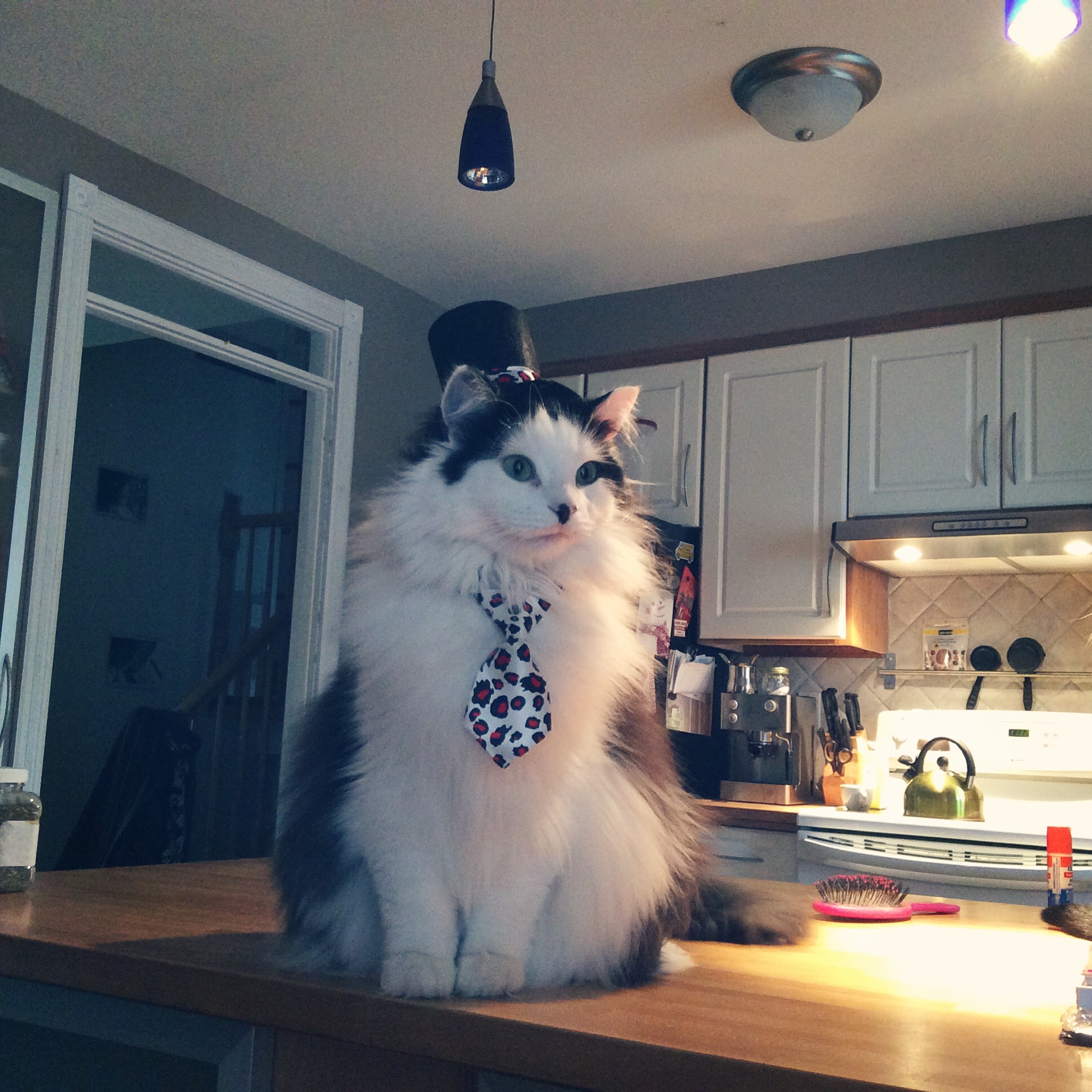 The Oreo Cat | Scrolller