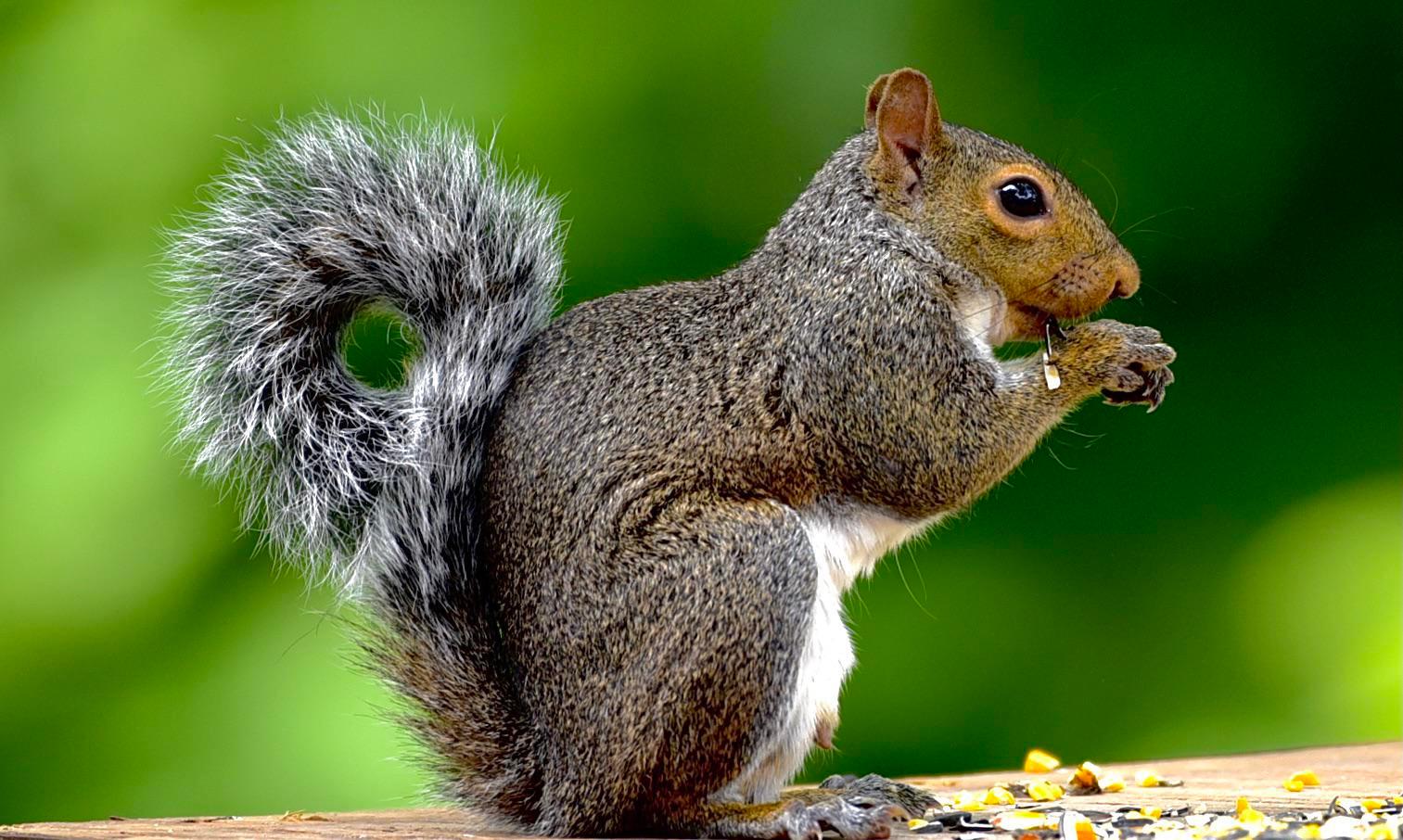 The perfect circle | Scrolller