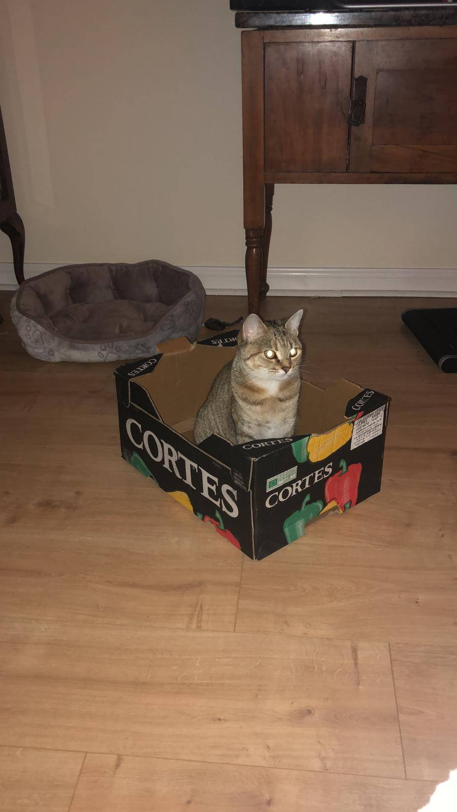 Discover more like Catsinboxes: The perfect trap and Related Content ...