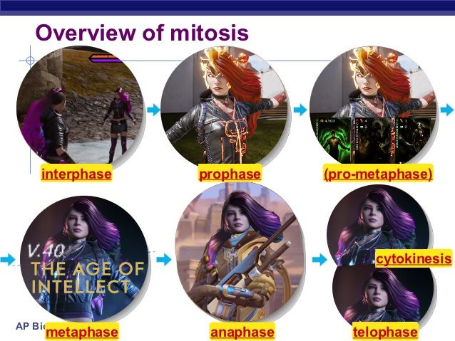 The Phases of Mitosis | Scrolller