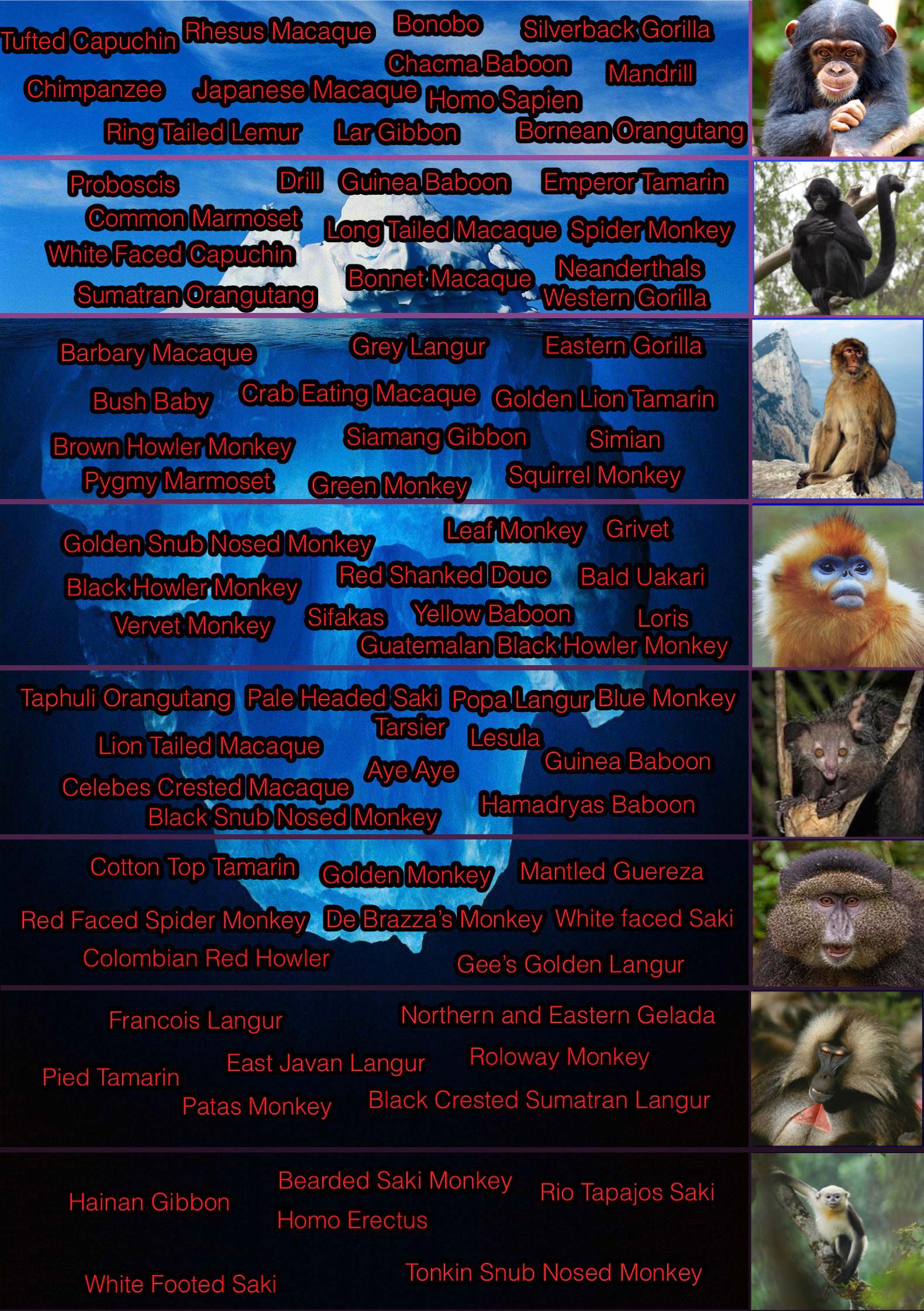 The Primate Species’ Iceberg | Scrolller