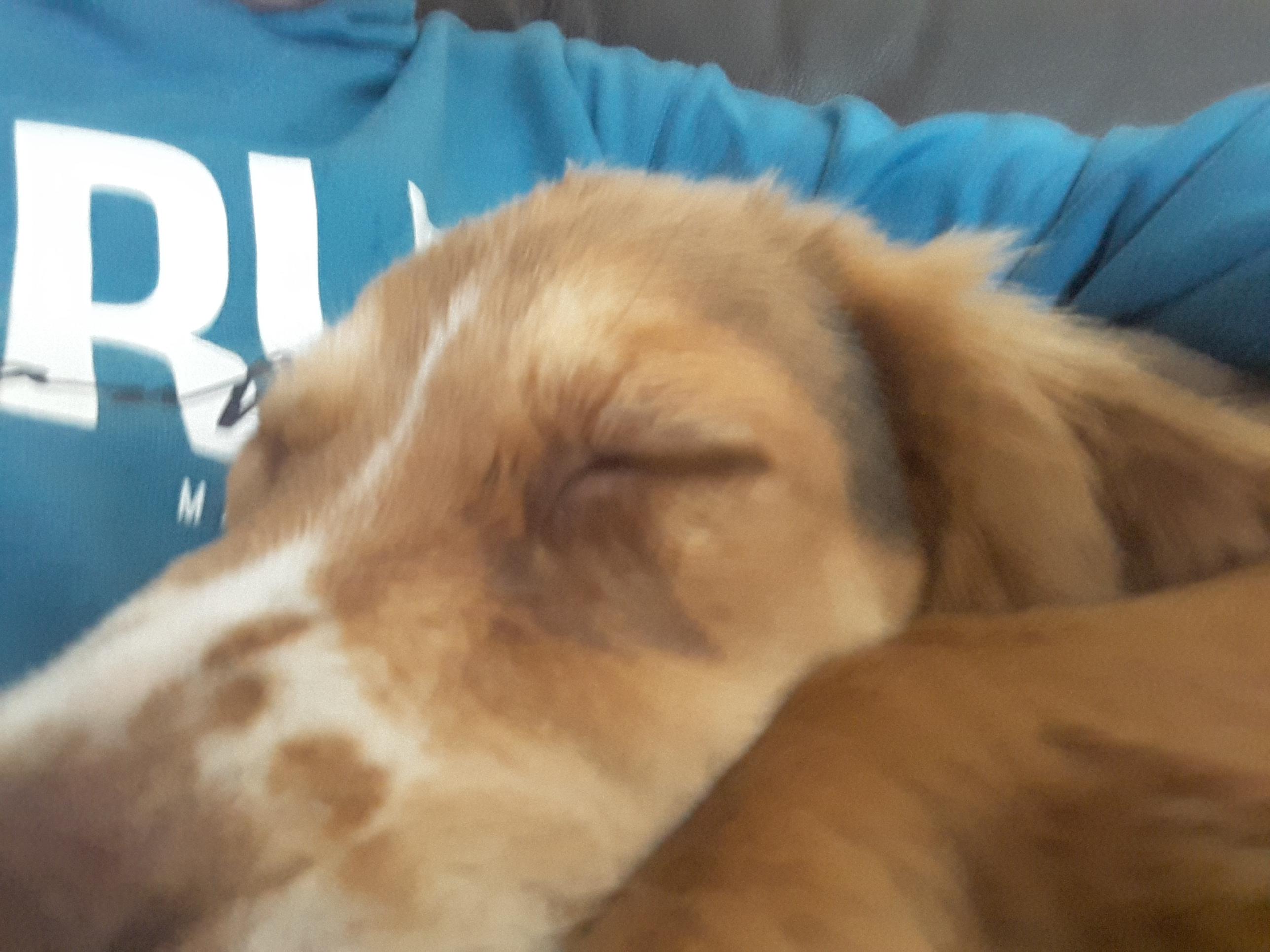 The pup is really sleepy | Scrolller