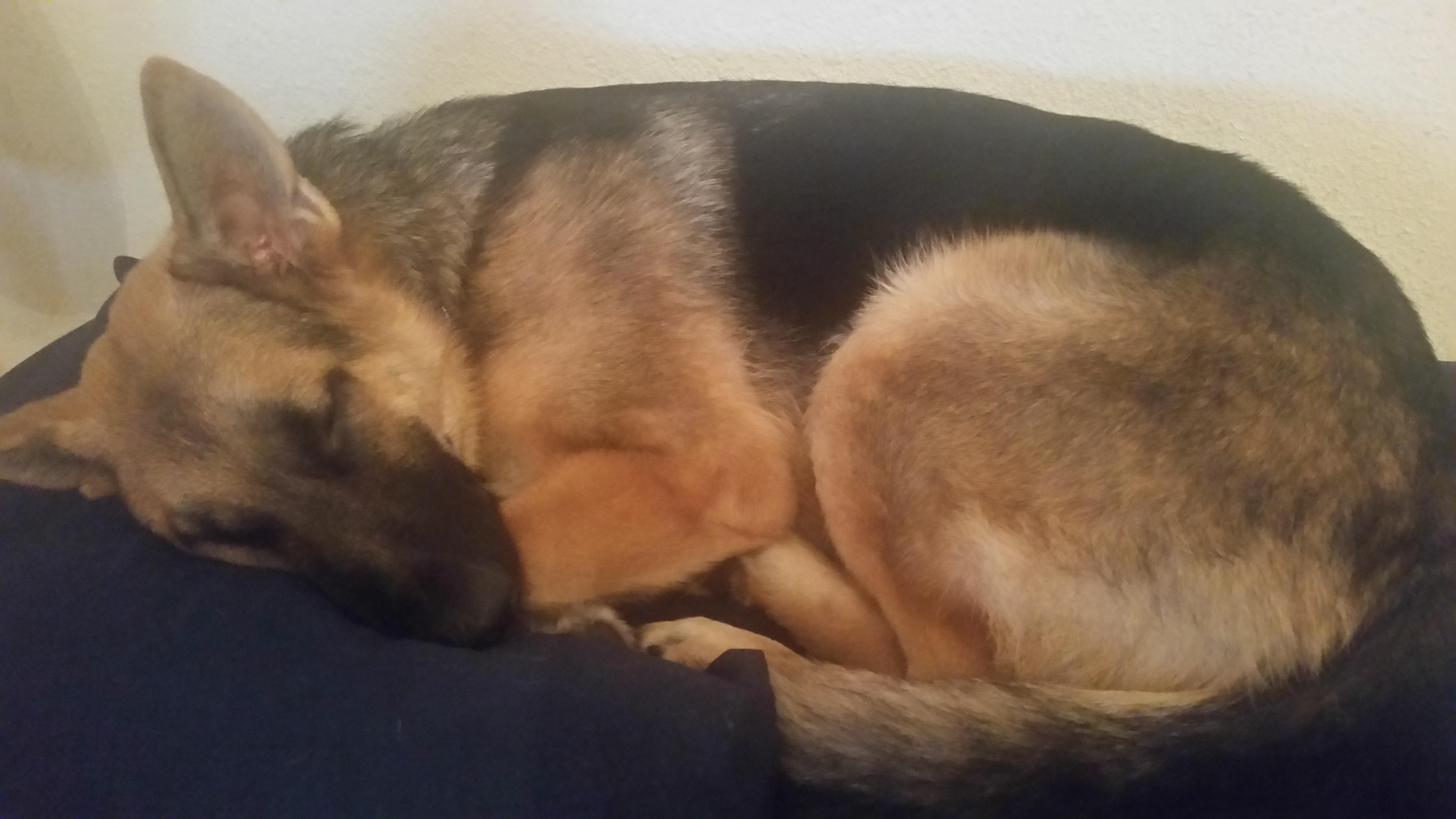 The Rare German Shepherd Loaf | Scrolller