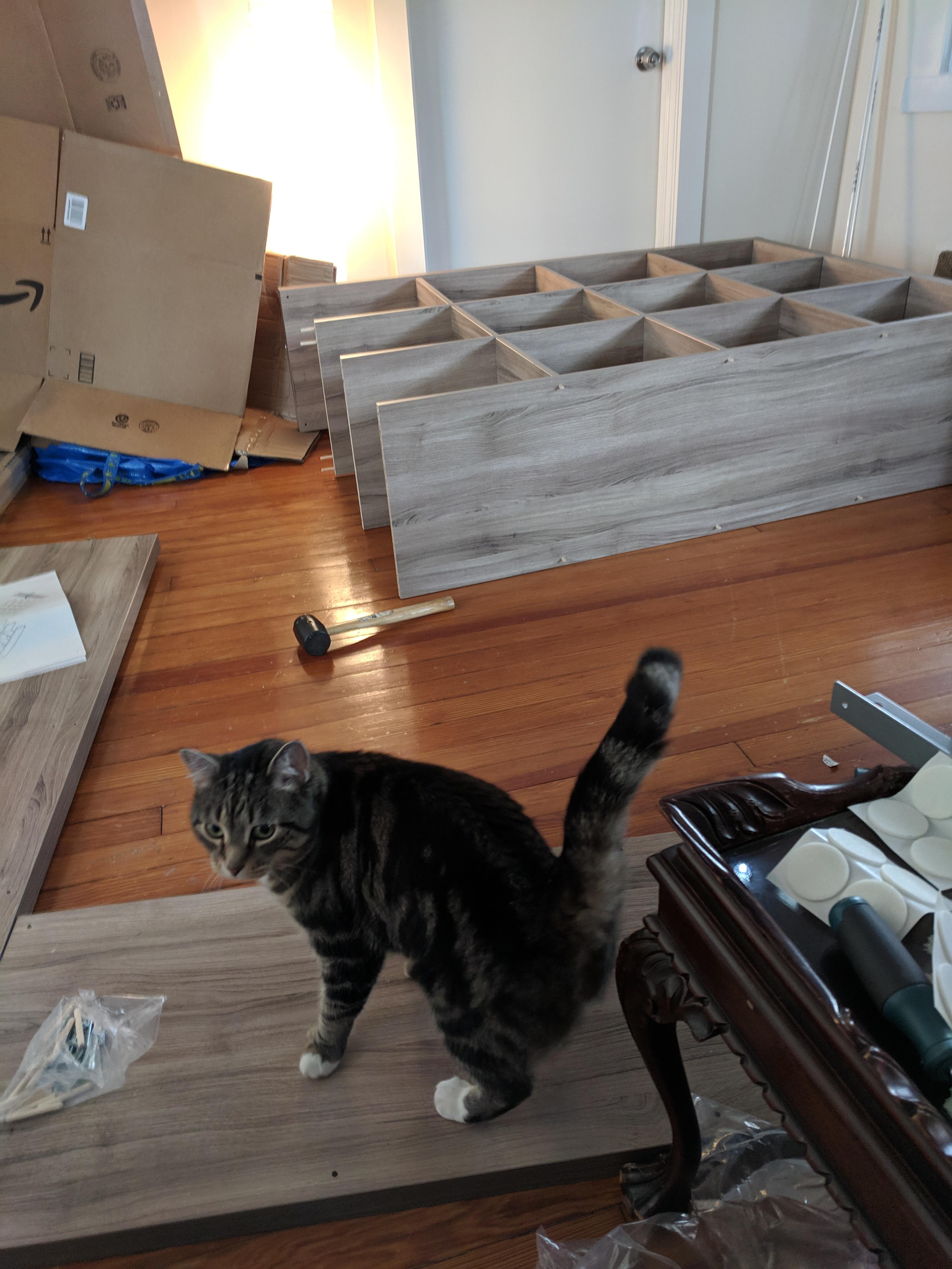 The rare Kallax Kat | Scrolller