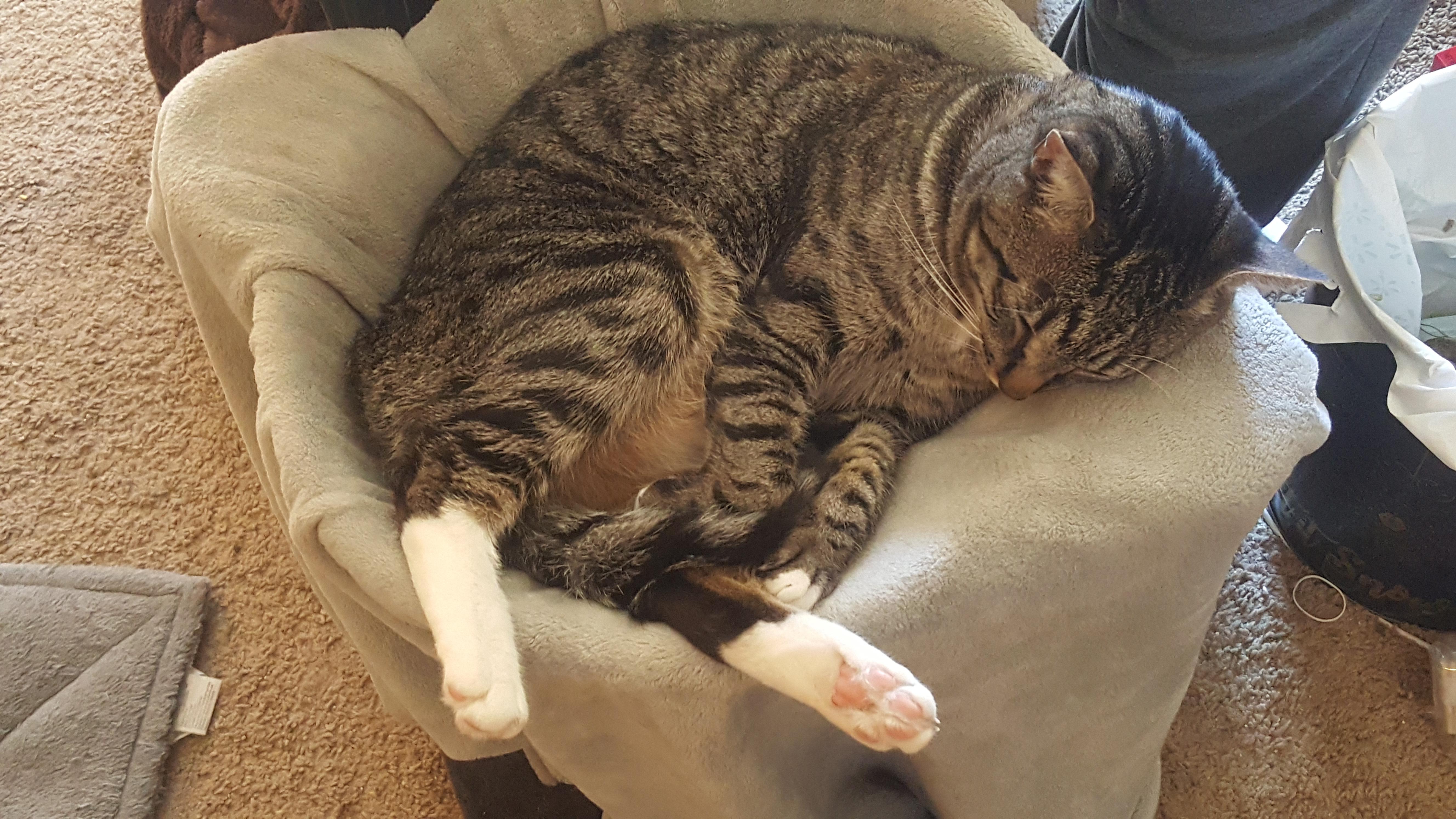 The rarer, back feet dangle | Scrolller